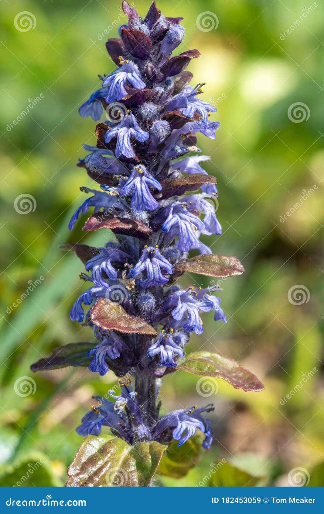 Bugle ajuga reptans stock image. Image of bloom, ajuga - 182453059