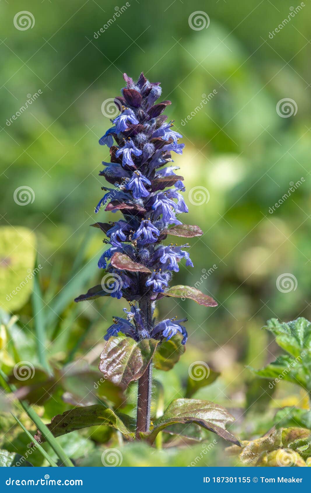 Bugle ajuga reptans stock image. Image of herbaceous - 187301155