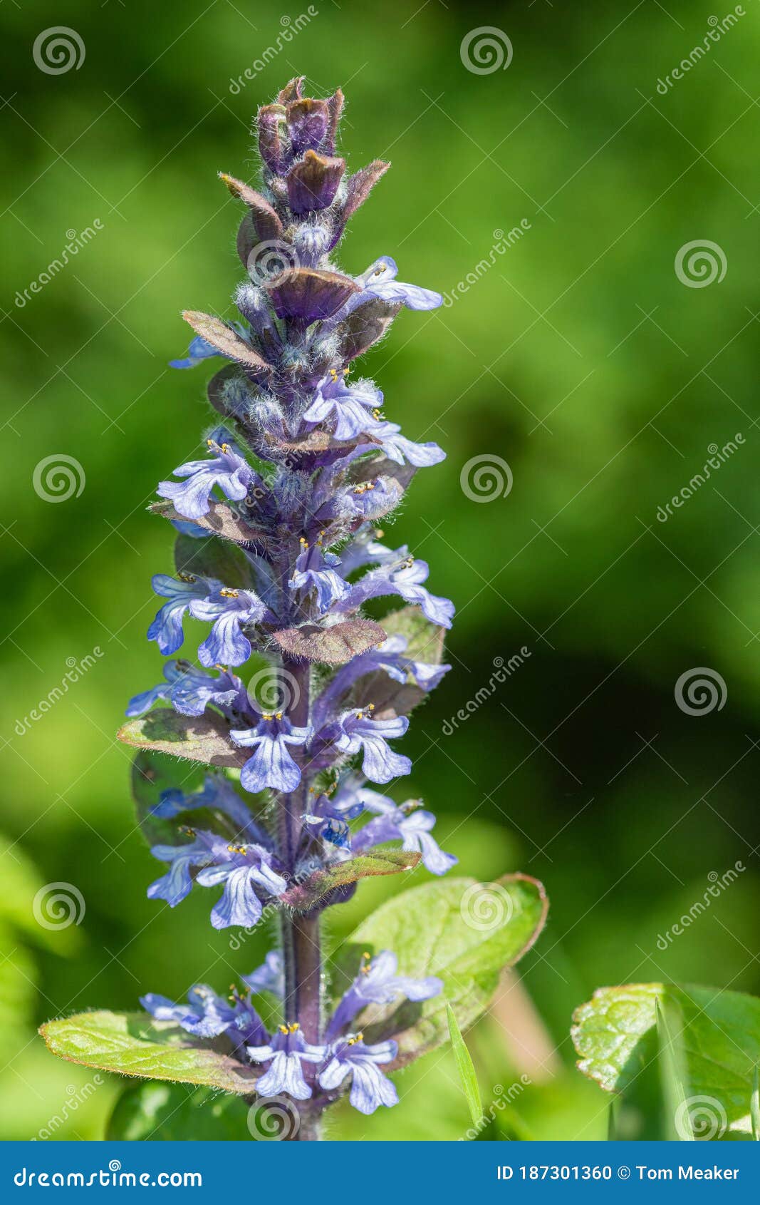 Bugle ajuga reptans stock photo. Image of bugleweed - 187301360