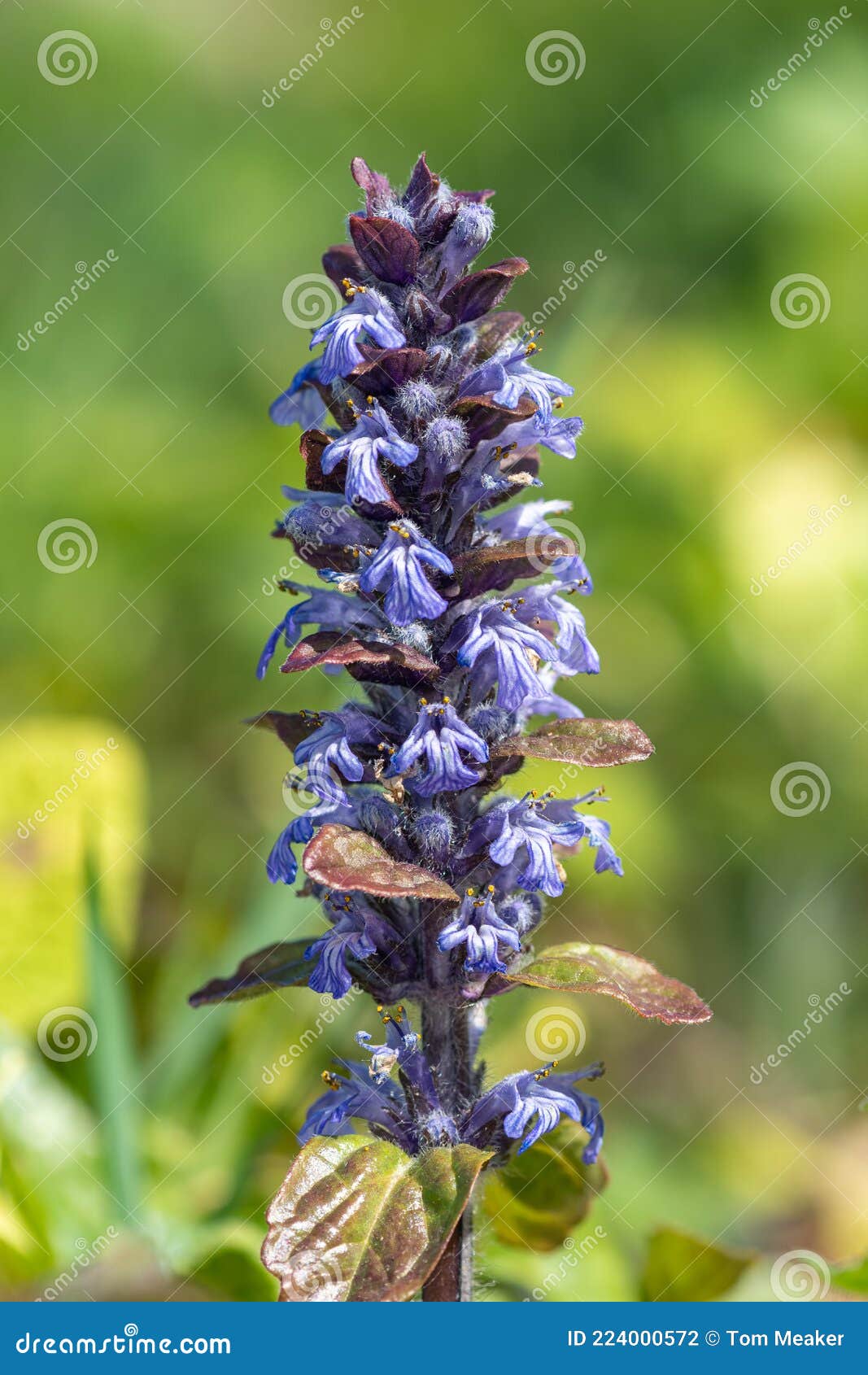Bugle ajuga reptans stock photo. Image of natural, bugleherb - 224000572