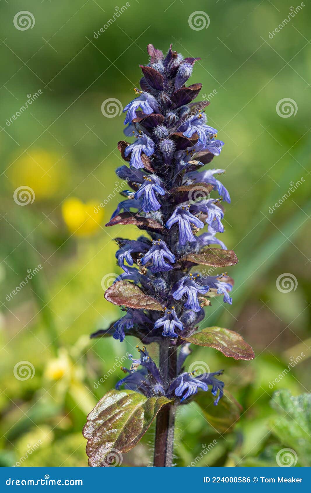 Bugle ajuga reptans stock photo. Image of botanical - 224000586