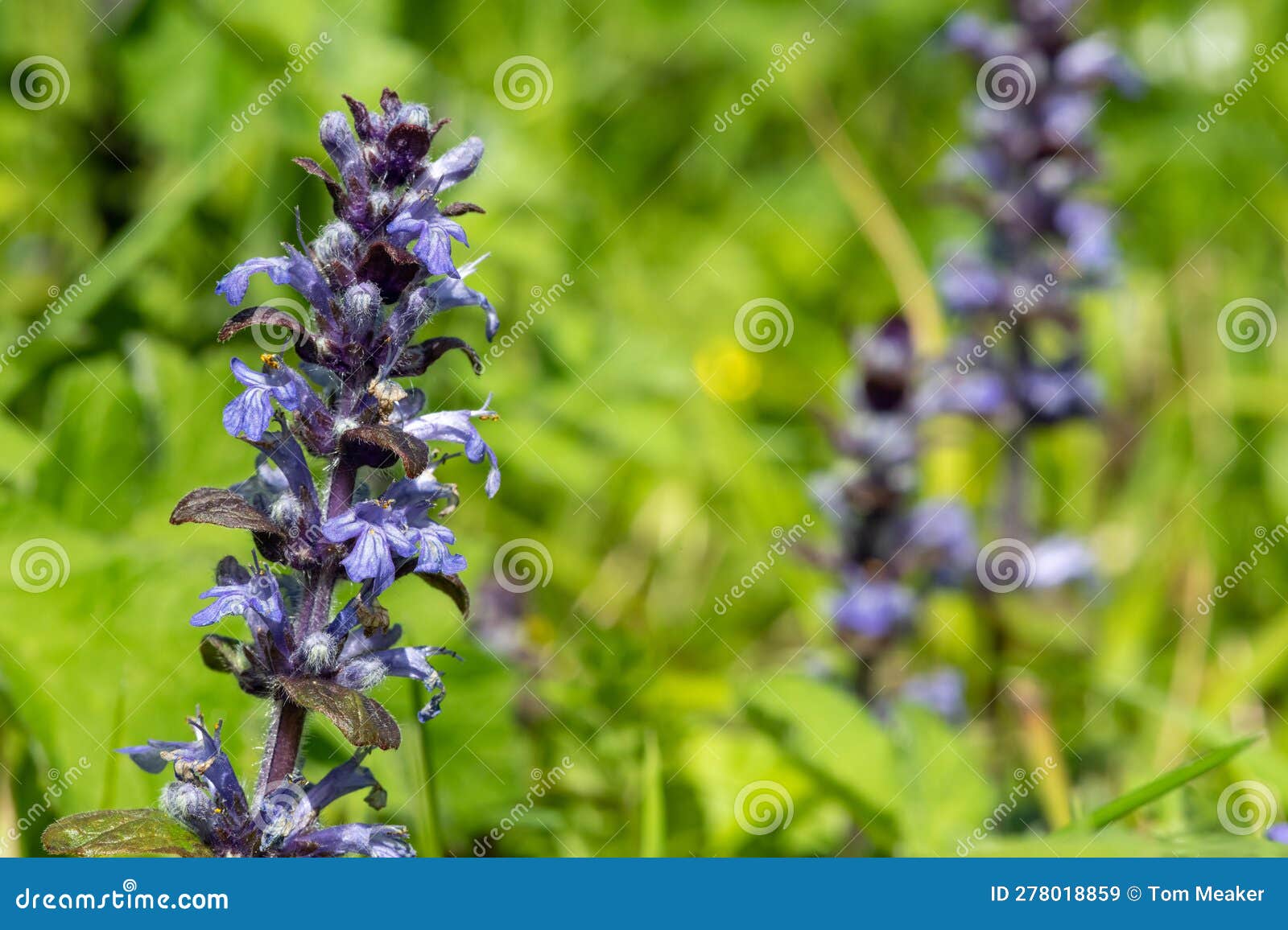 Bugle (ajuga reptans stock image. Image of inflorescence - 278018859