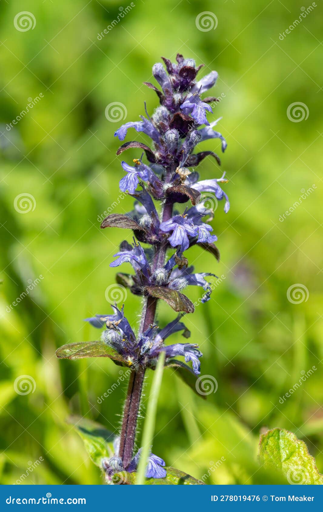 Bugle (ajuga reptans stock photo. Image of blooming - 278019476