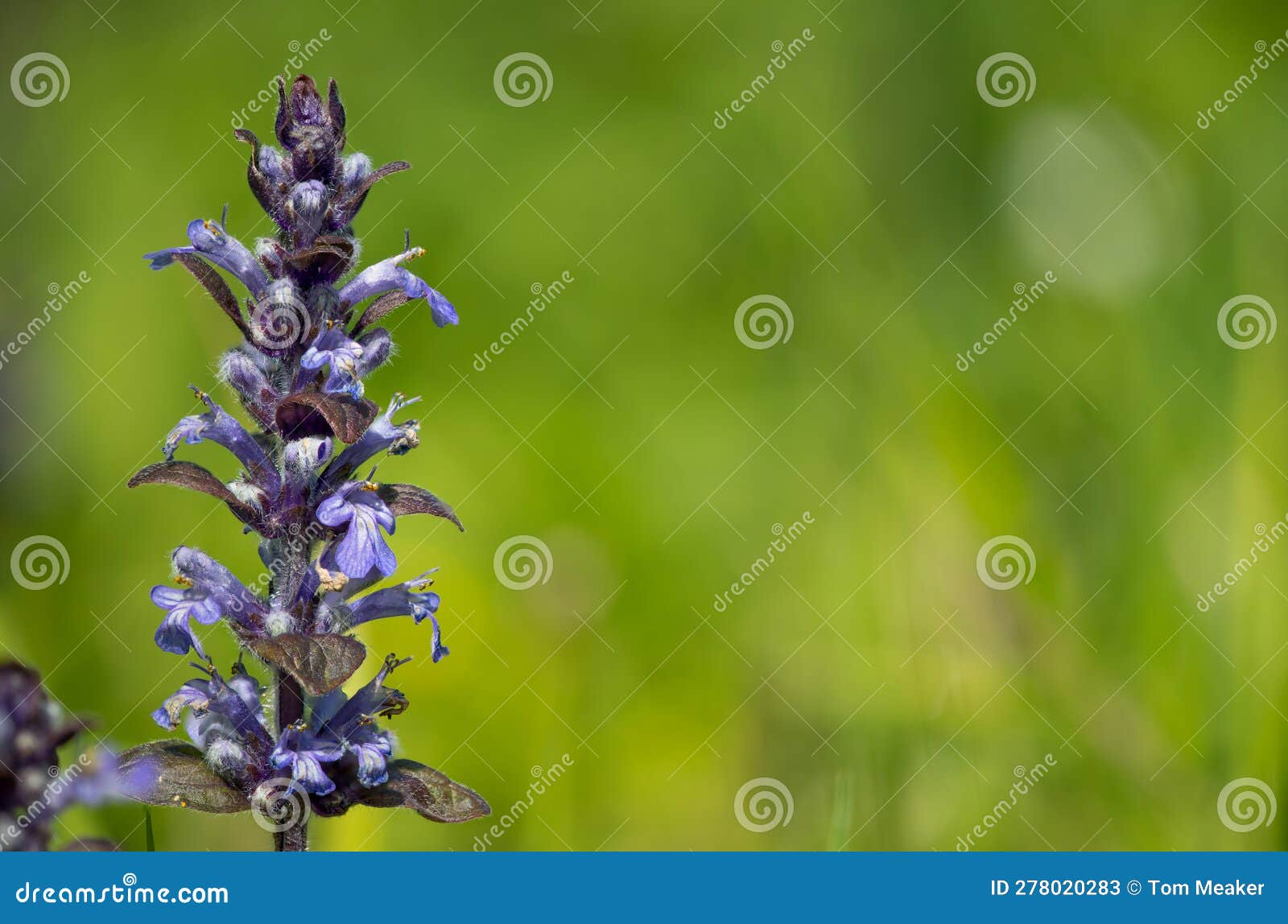 Bugle (ajuga reptans stock image. Image of bugle, seasonal - 278020283