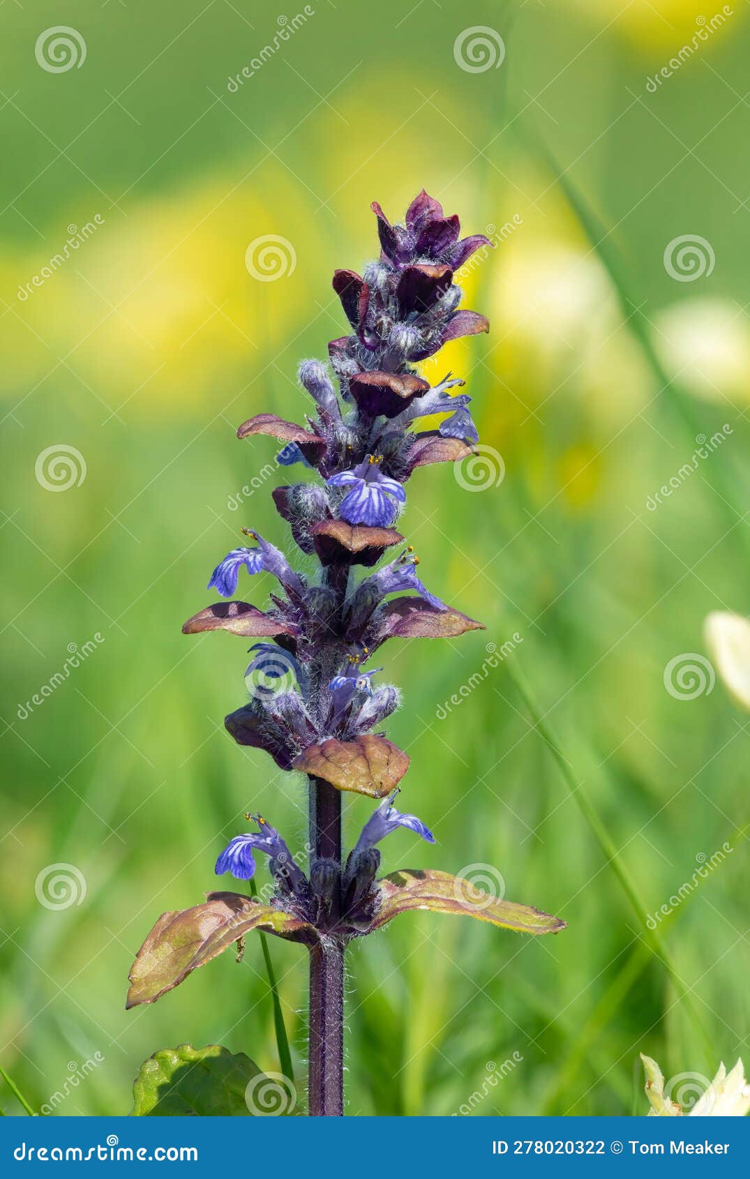 Bugle (ajuga reptans stock photo. Image of floral, flowering - 278020322