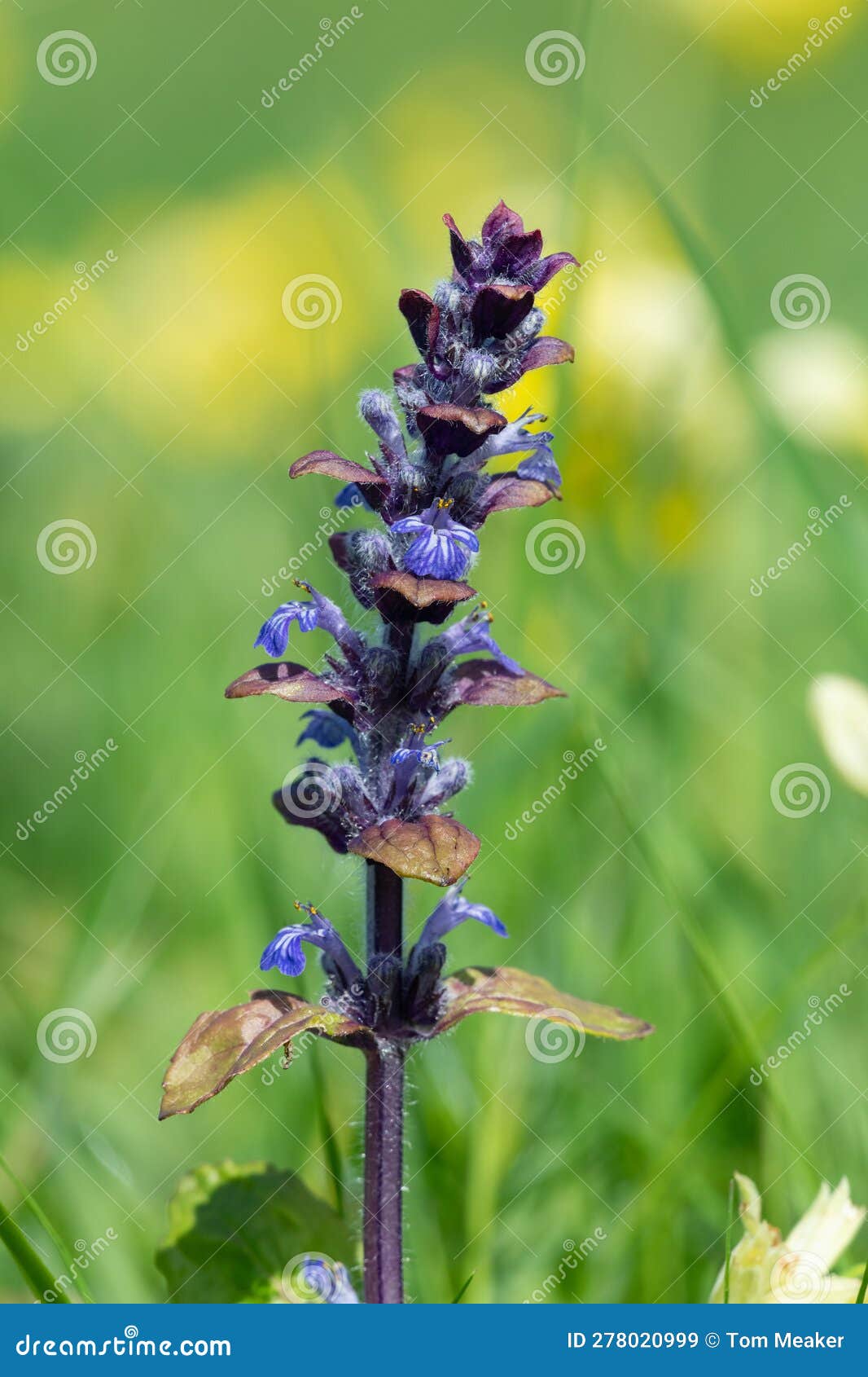 Bugle (ajuga reptans stock image. Image of nature, plant - 278020999