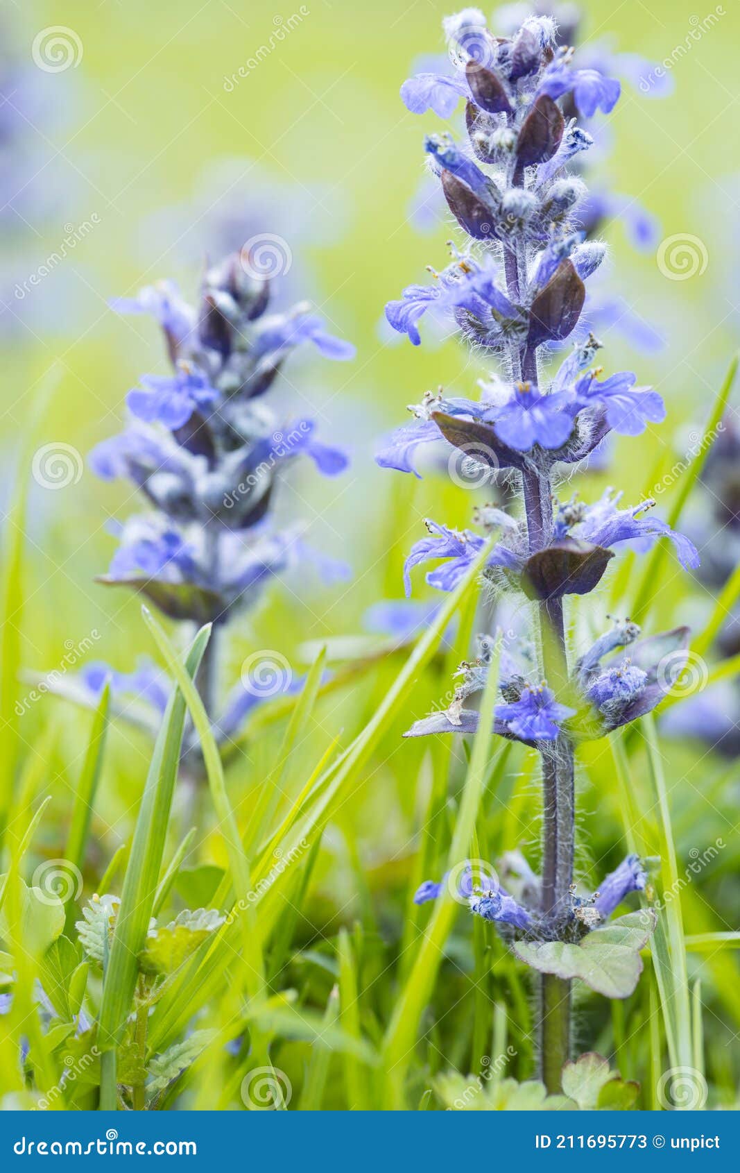 Bugle Ajuga Reptans in the Meadow Stock Image - Image of healthy, grass ...