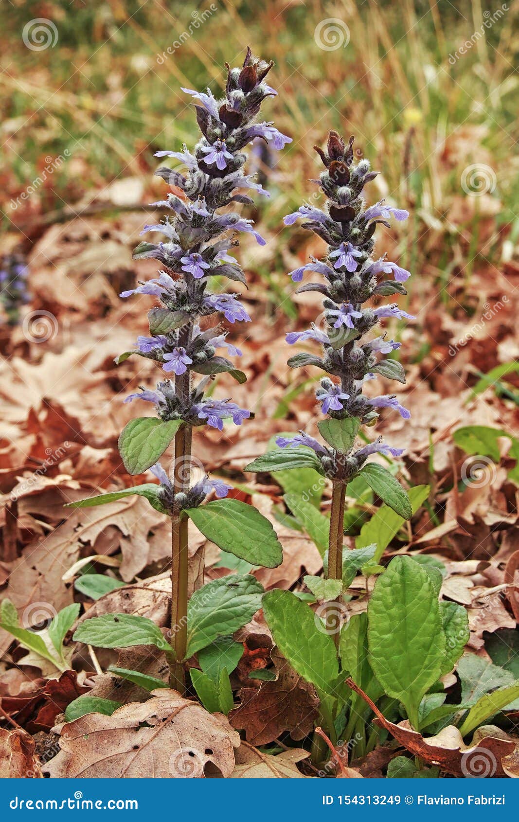 Bugle herb plants stock image. Image of botanical, daylight - 154313249