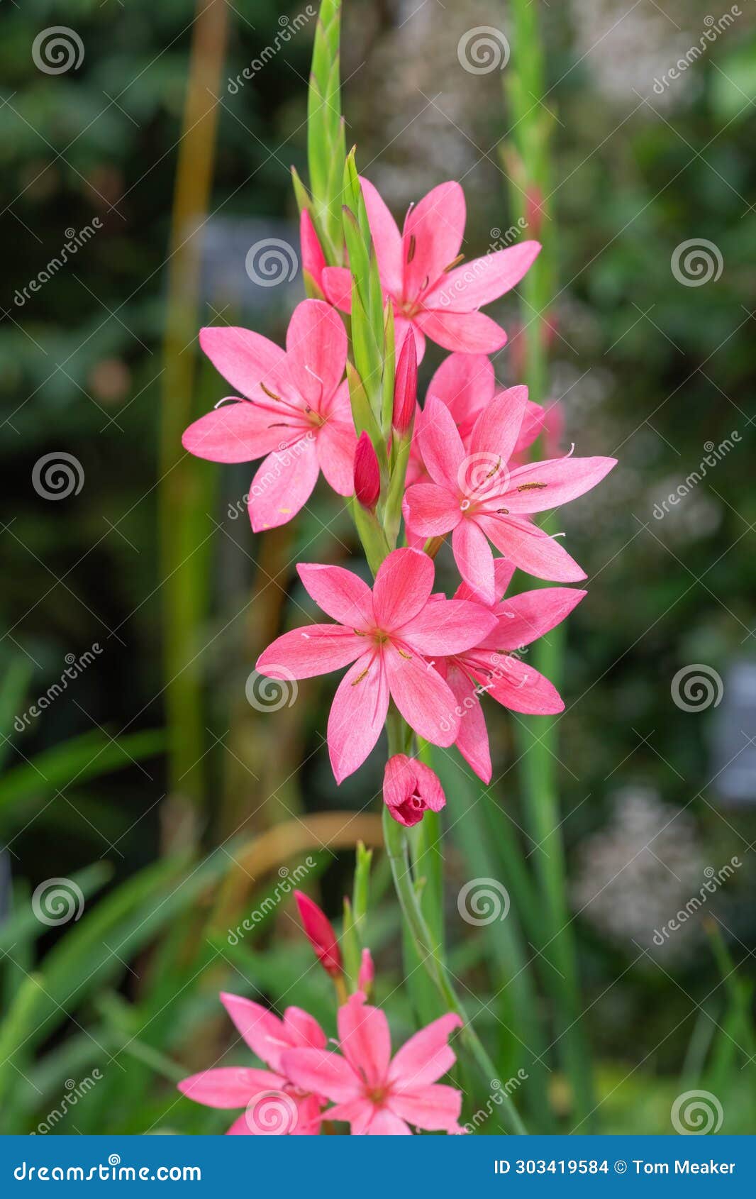 Bugle Lily (Watsonia) Flowers Stock Photo - Image of fresh, growth ...