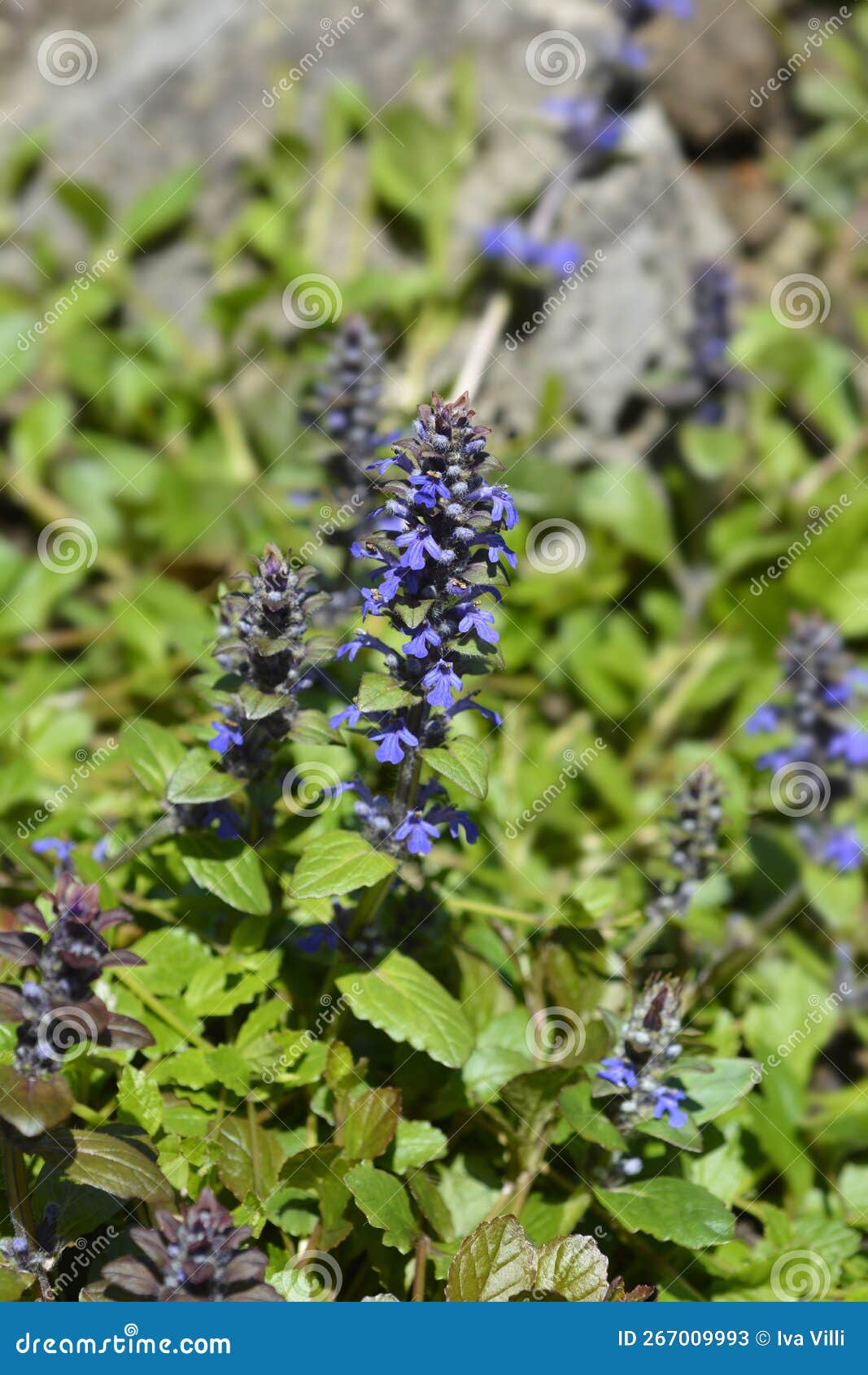 Bugle Multicolor stock image. Image of green, ajuga - 267009993
