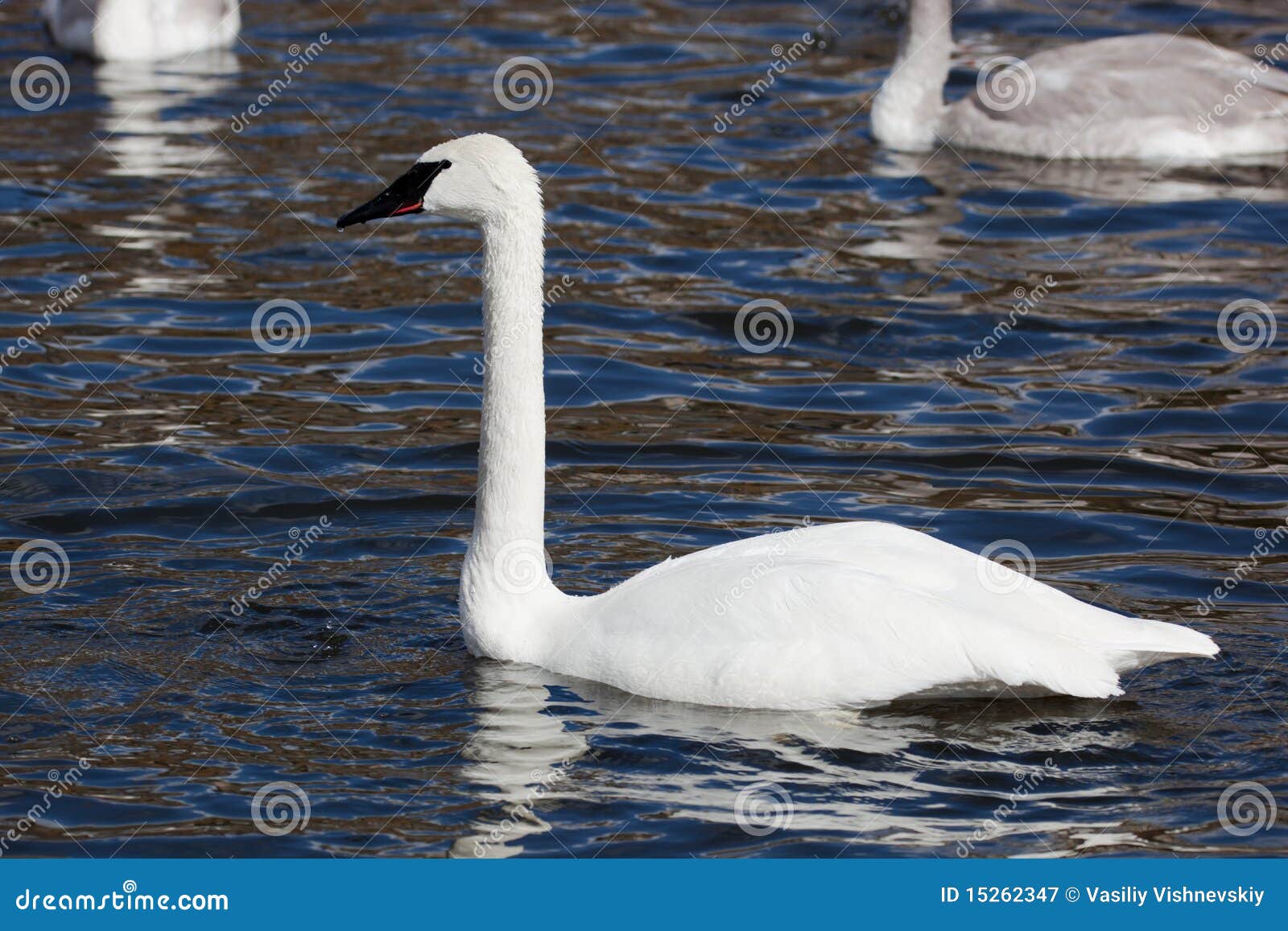 Bugler, Trumpeter, Swan, Cygnus Buccinator Stock Image - Image of side ...