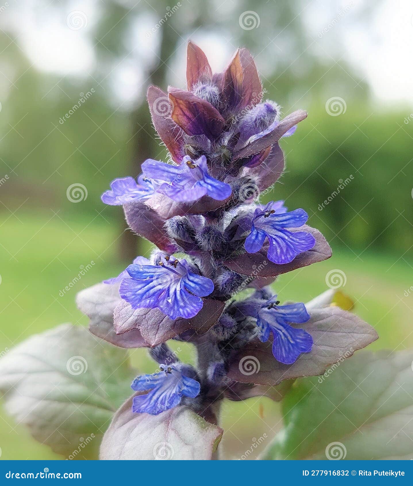 Bugleweed (Ajuga reptans) stock photo. Image of mint - 277916832