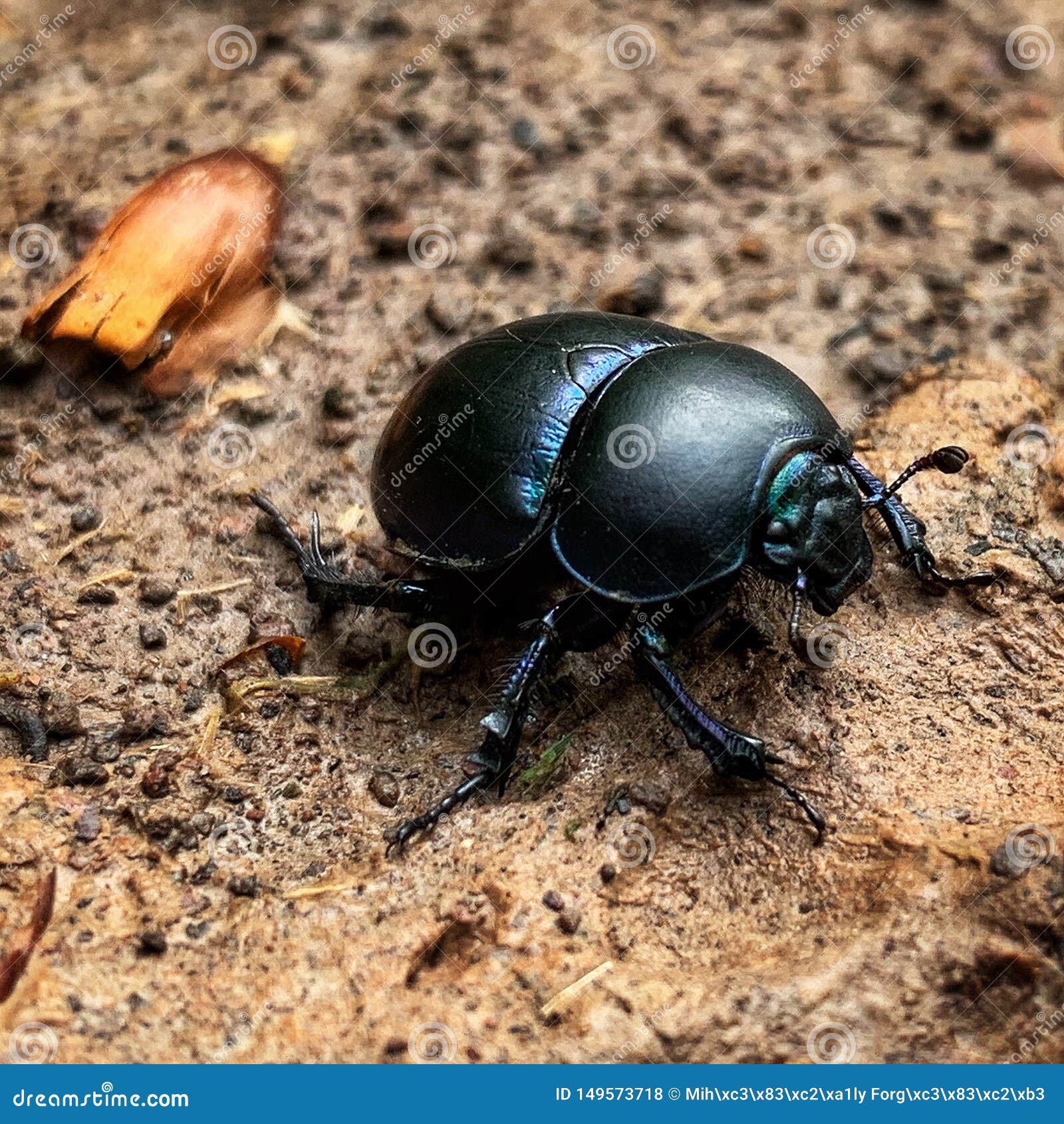 Buglife in the nature stock photo. Image of power, nature - 149573718