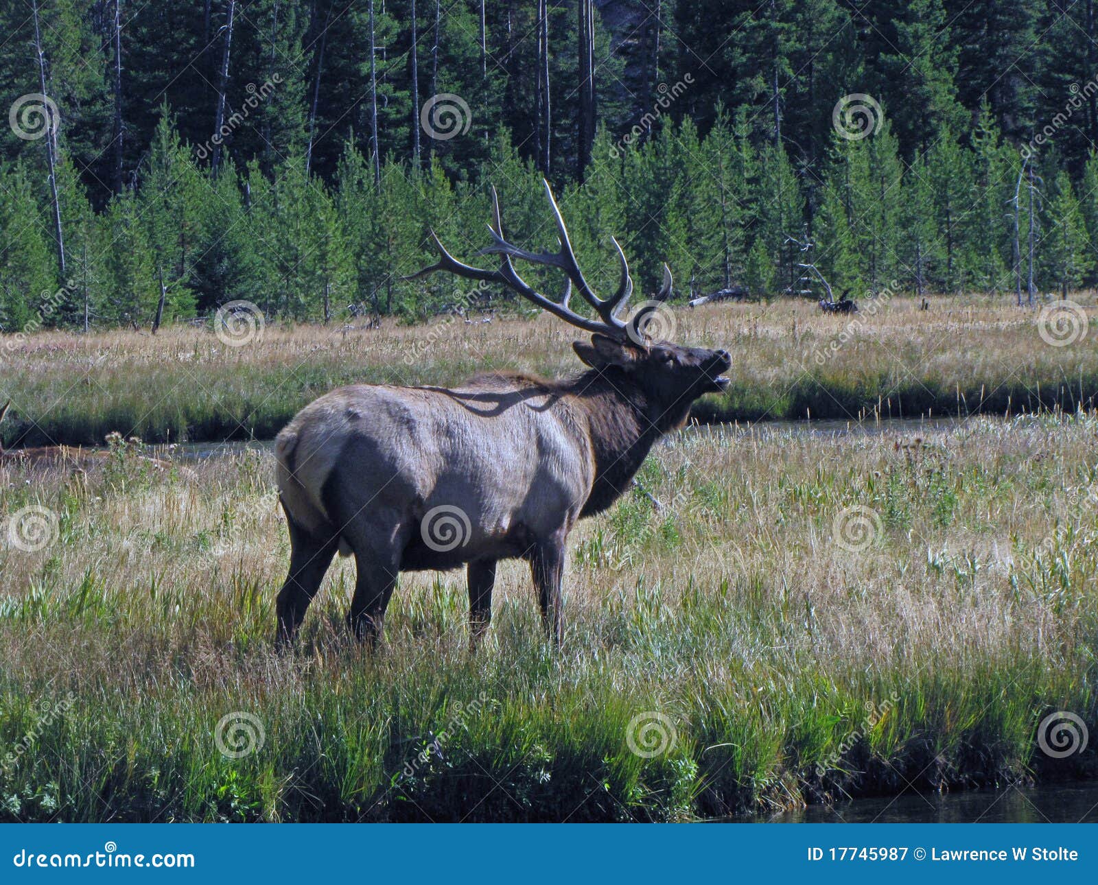 Bugling Bull Elk stock image. Image of animal, bugling - 17745987