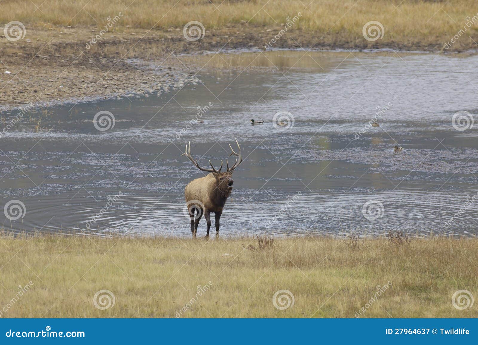 Bugling Bull Elk stock image. Image of bugling, animal - 27964637