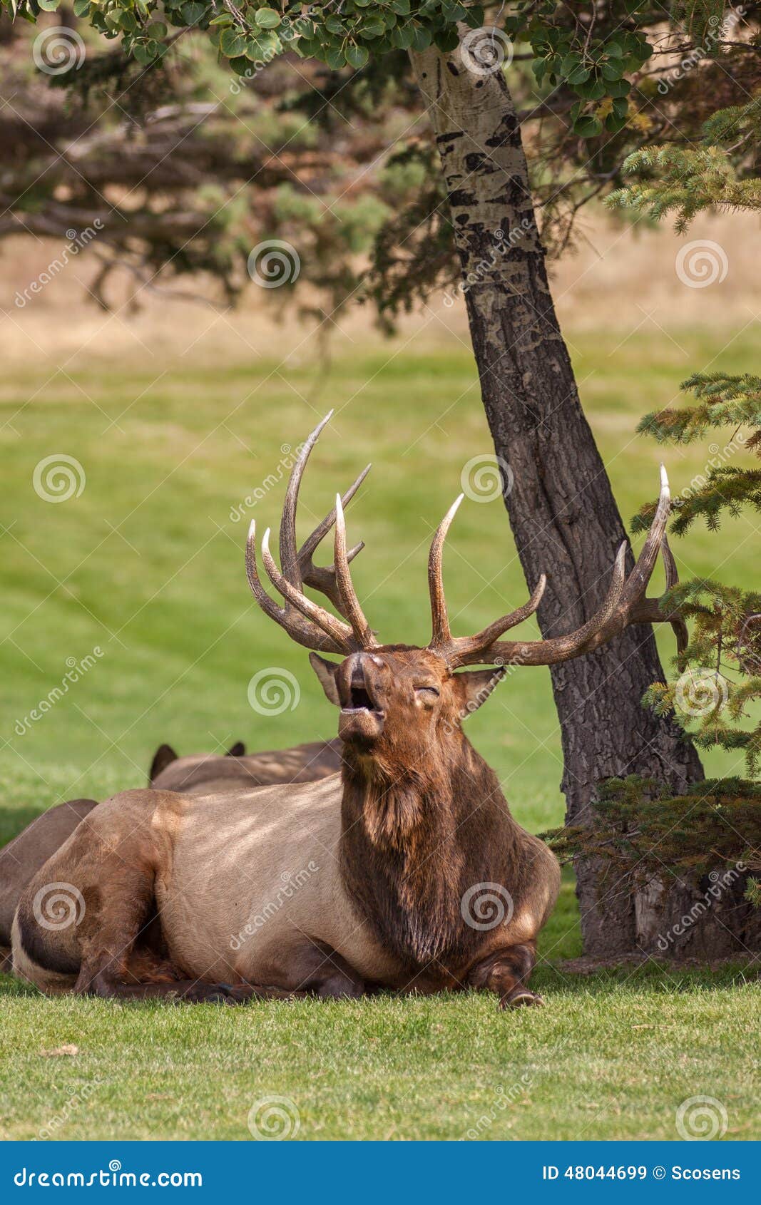 Bugling Bull Elk stock image. Image of rutting, colorado - 48044699
