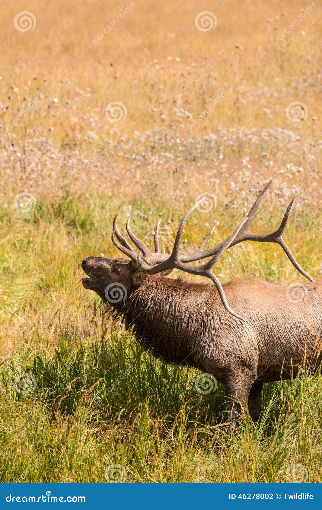 Bugling Bull Elk stock photo. Image of antlers, bugling - 46278002