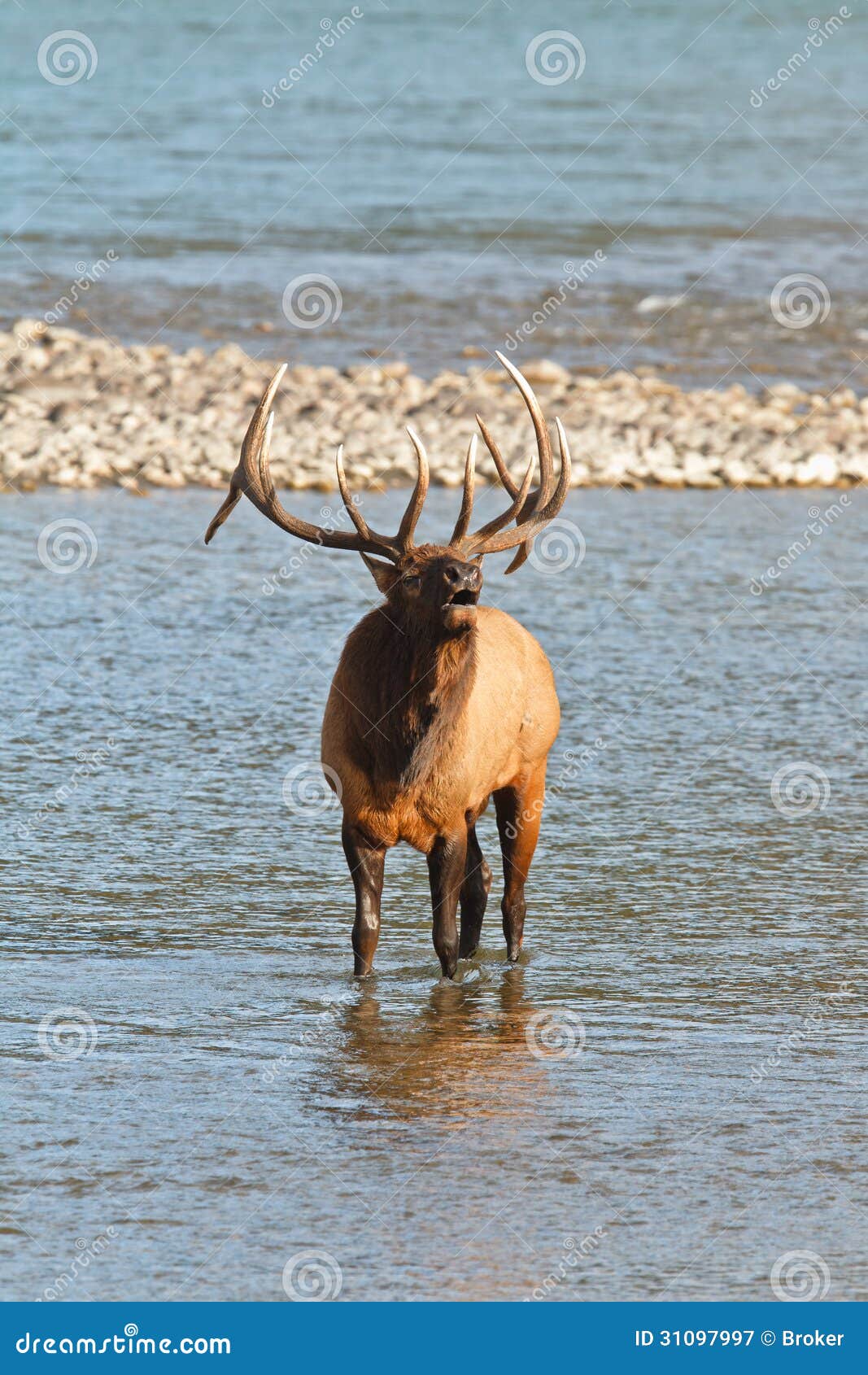 Bugling Bull Elk, Cervus Canadensis Stock Image - Image of mammal ...