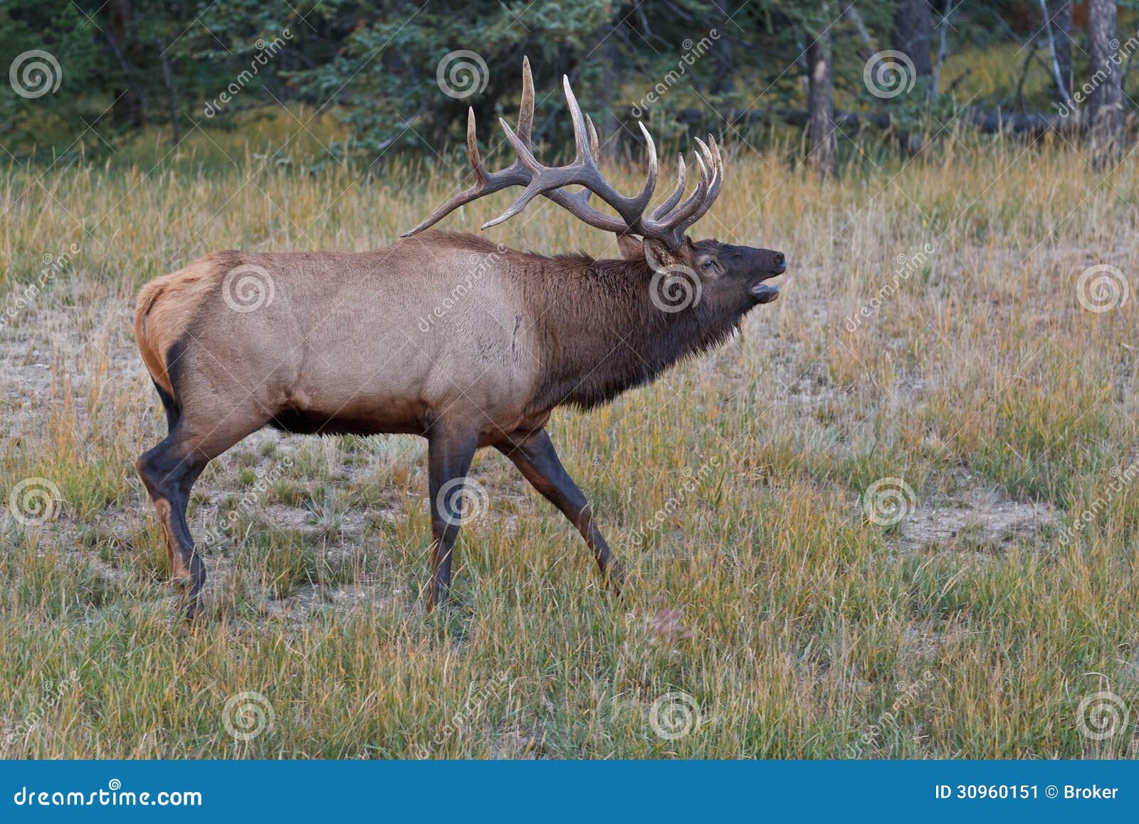 Bugling Bull Elk, Cervus Canadensis Stock Image - Image of national ...