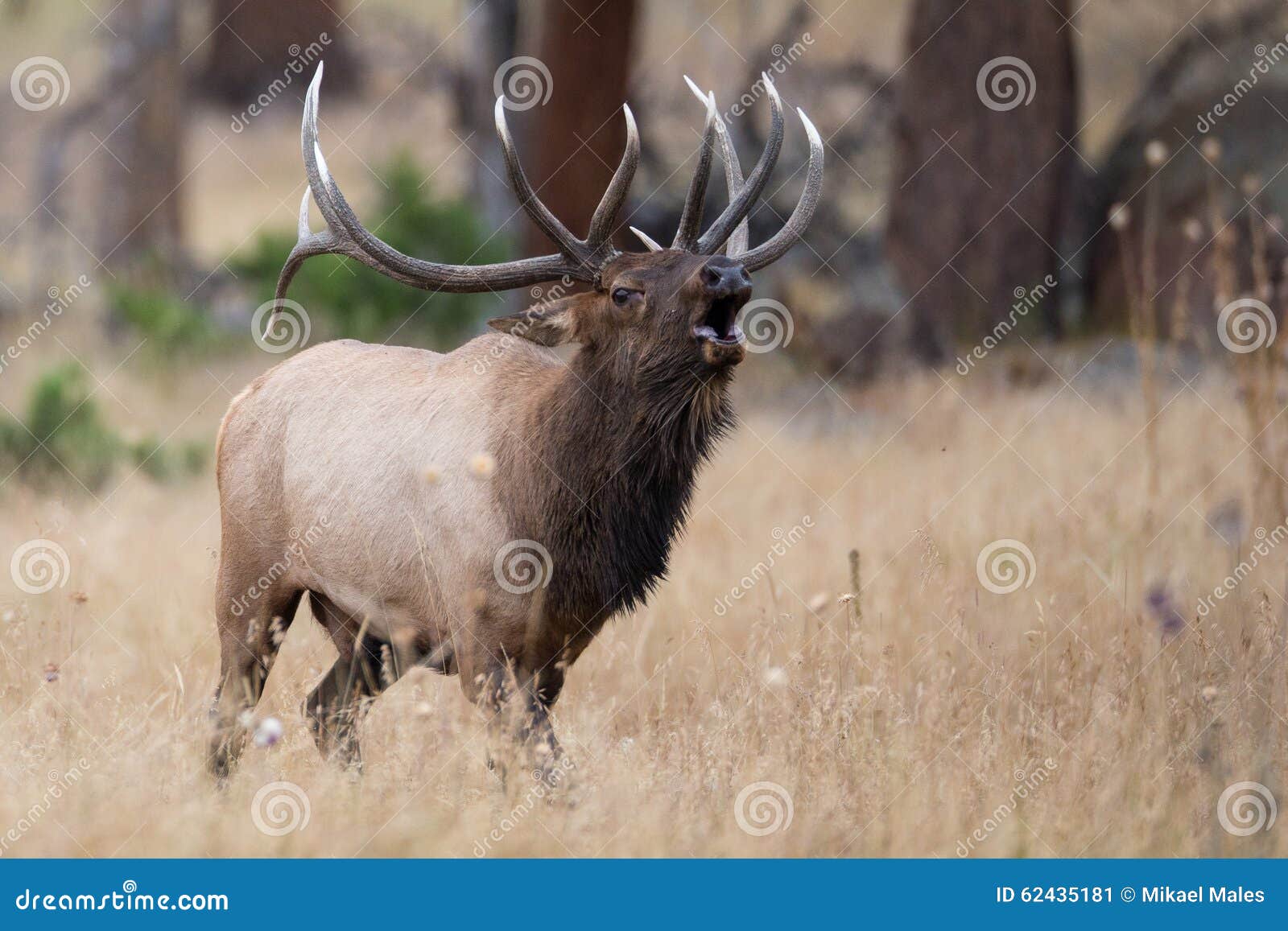Bugling Bull Elk Charging Another Bull Stock Image - Image of challenge ...