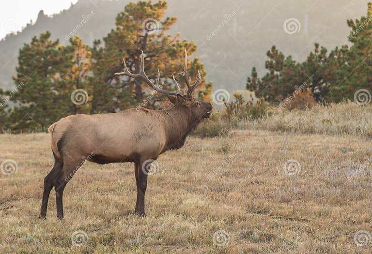 Bugling Bull Elk in Fall stock image. Image of deer, bull - 61763771