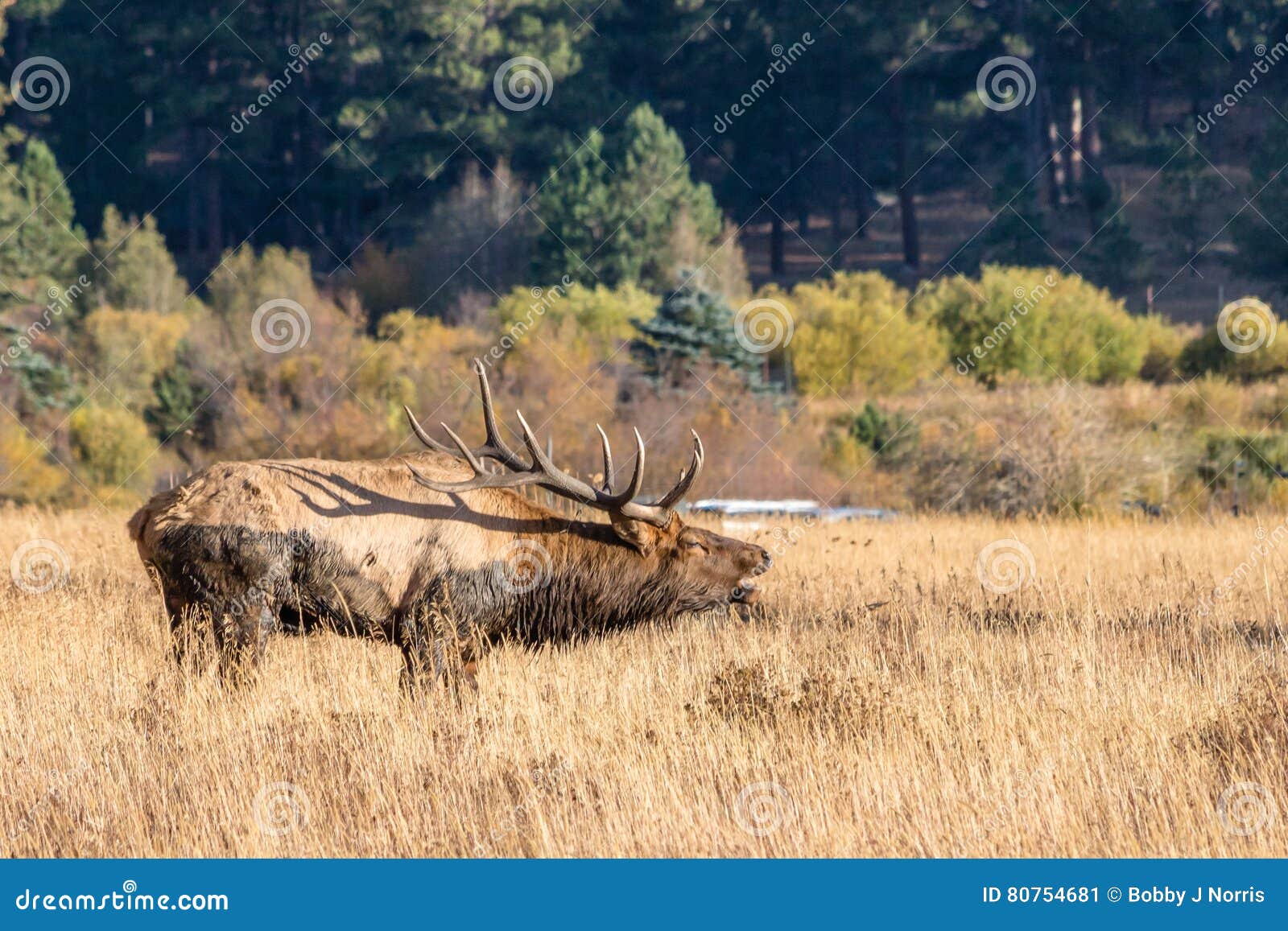 Bugling Bull Elk stock image. Image of peaks, national - 80754681