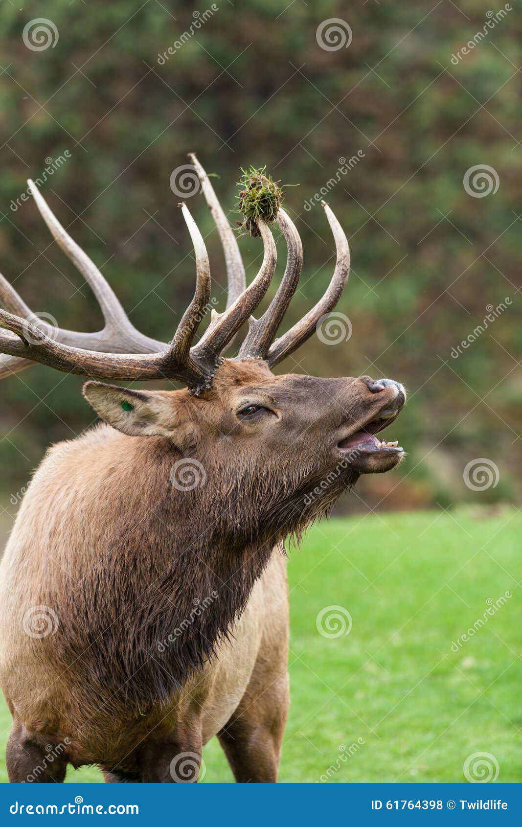 Bugling Bull Elk Portrait stock photo. Image of outdoors - 61764398