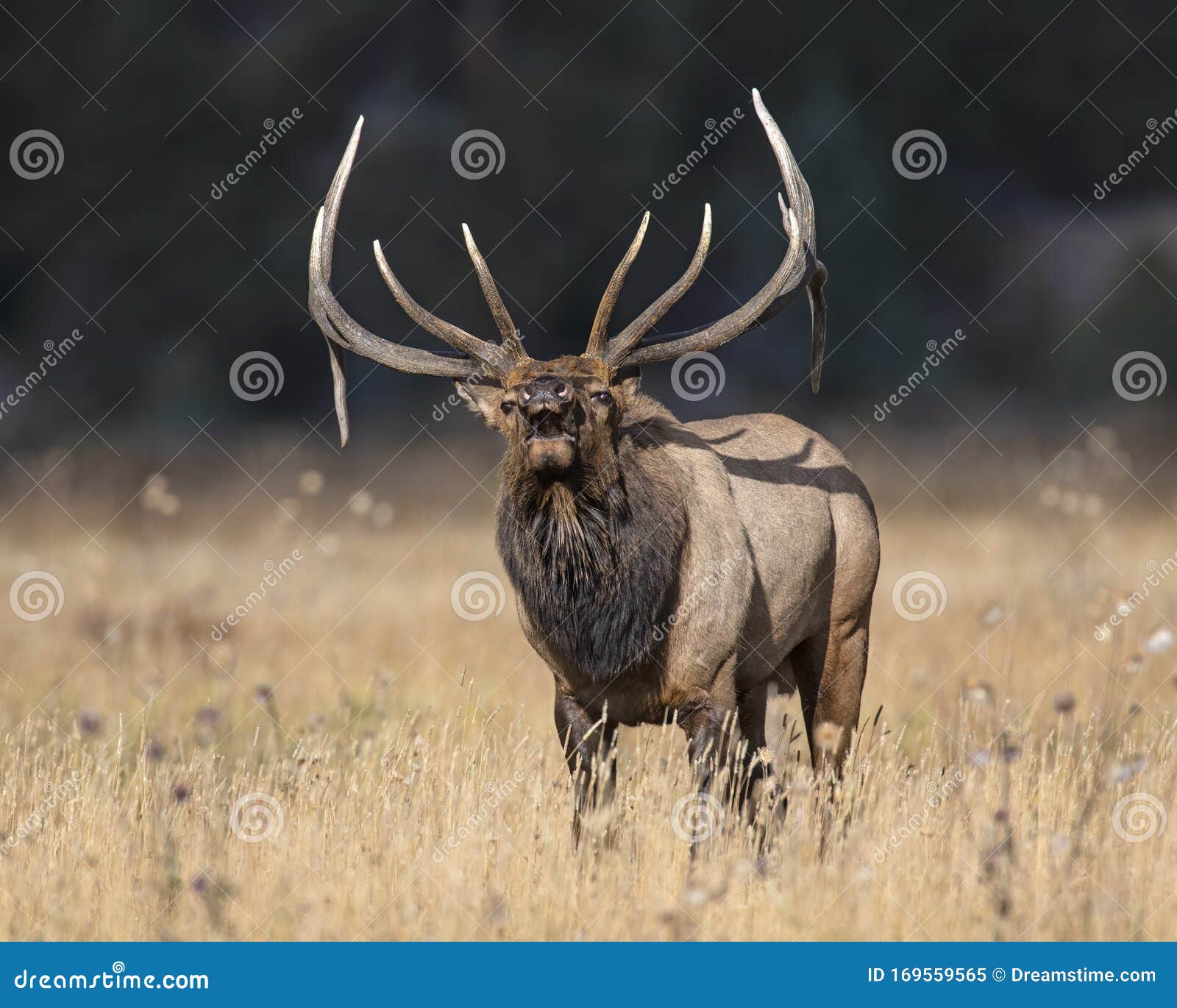 Bugling Bull Elk in the Rocky Mountains Stock Image - Image of hunting ...