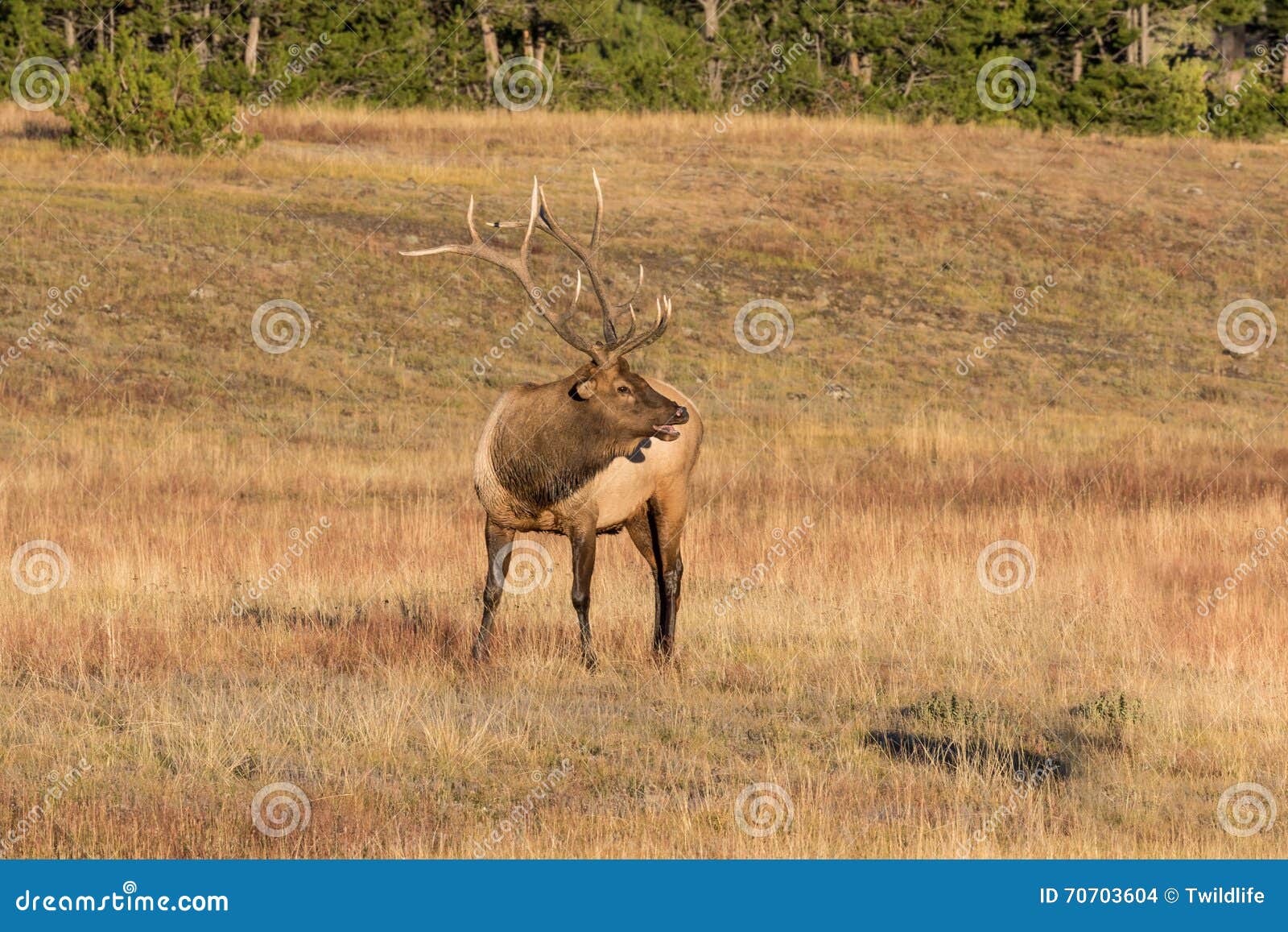 Bugling Bull Elk in Rut stock photo. Image of bull, nature - 70703604