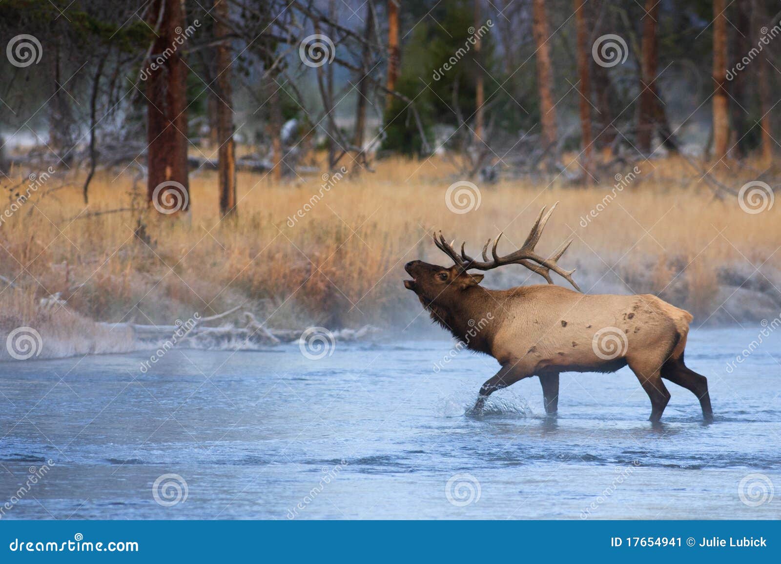 Bugling Bull in Madison River Stock Image - Image of national, west ...