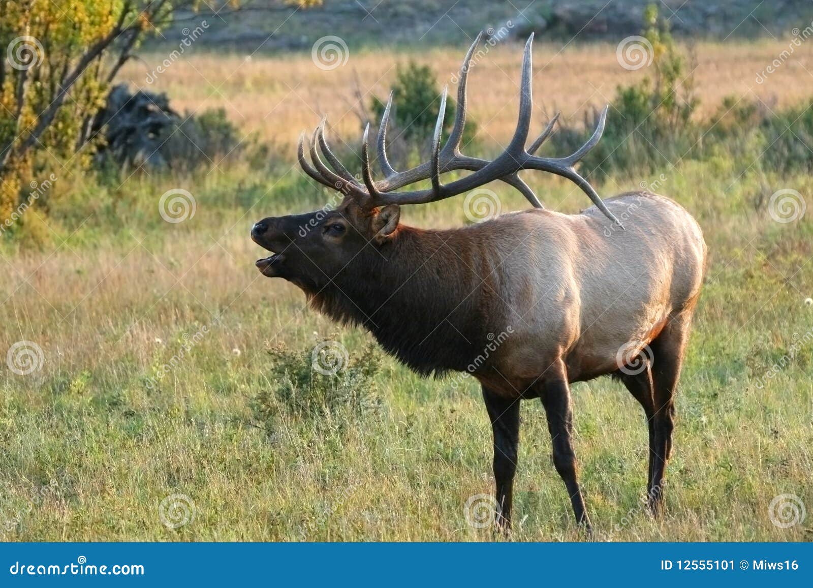 Bugling Elk stock image. Image of park, reindeer, wilderness - 12555101