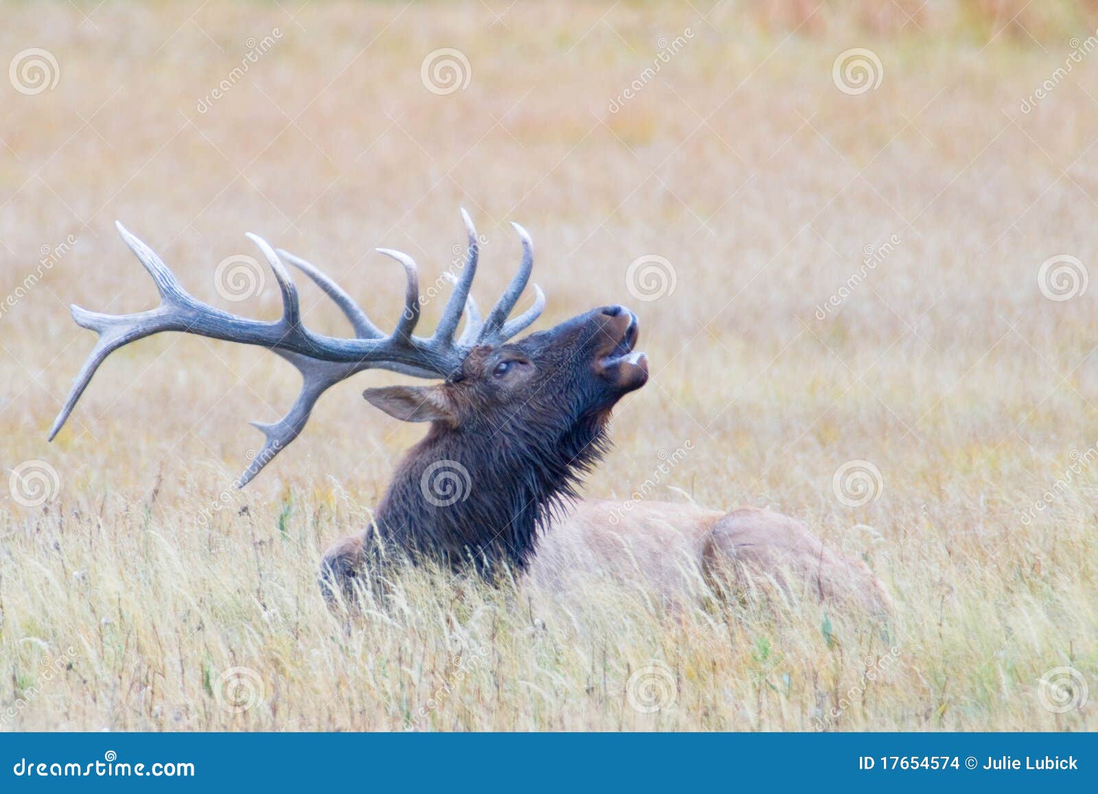 Bugling Elk stock photo. Image of golden, male, wild - 17654574