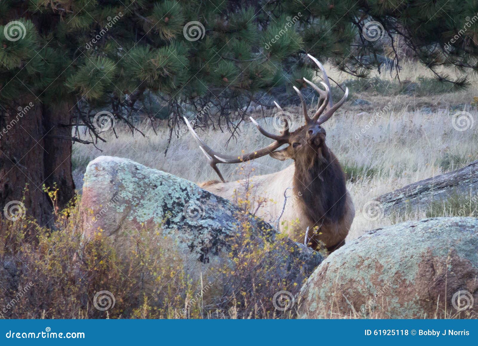 Bugling Elk stock photo. Image of national, mountains - 61925118
