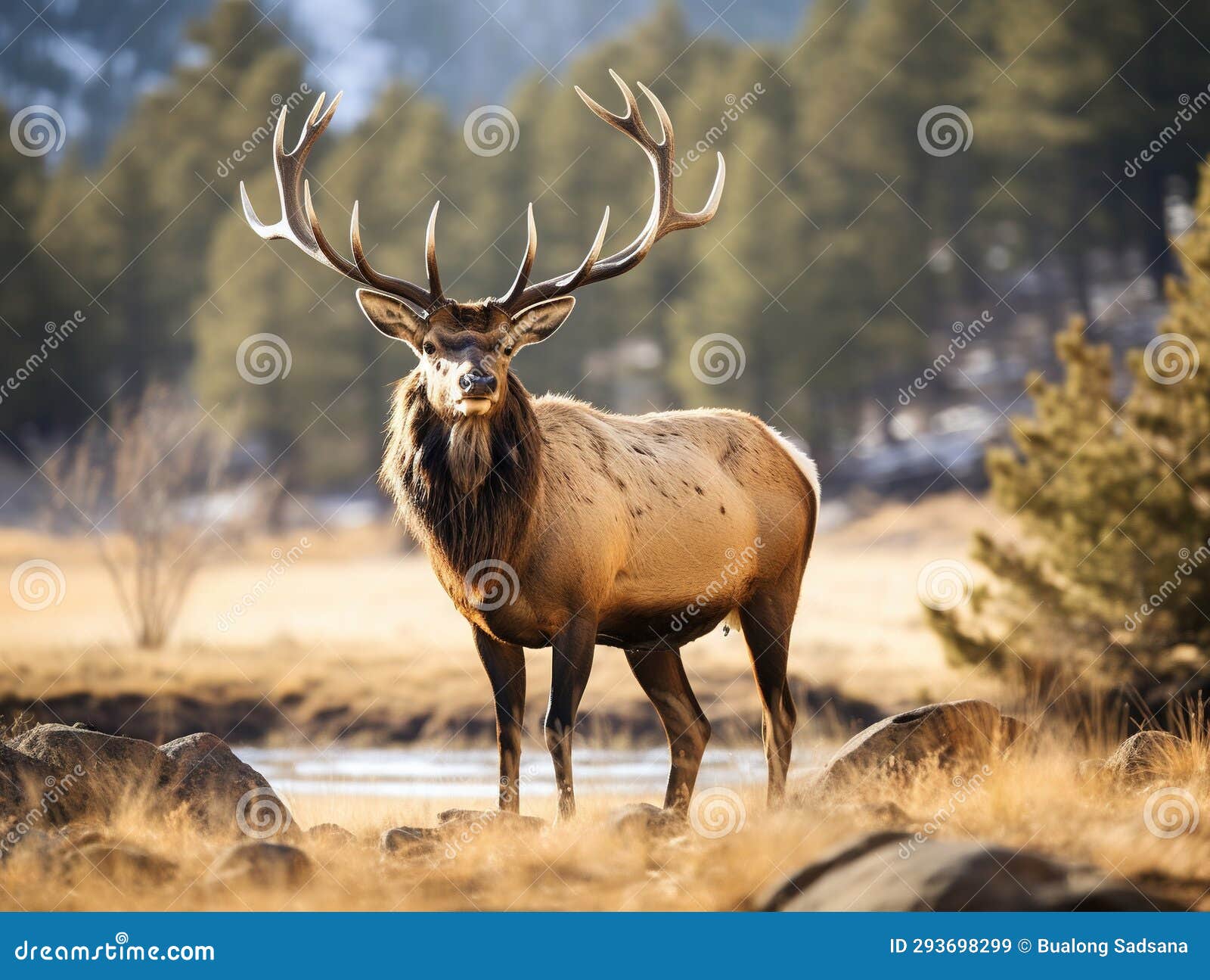 Bugling Elk stock illustration. Illustration of majestic - 293698299