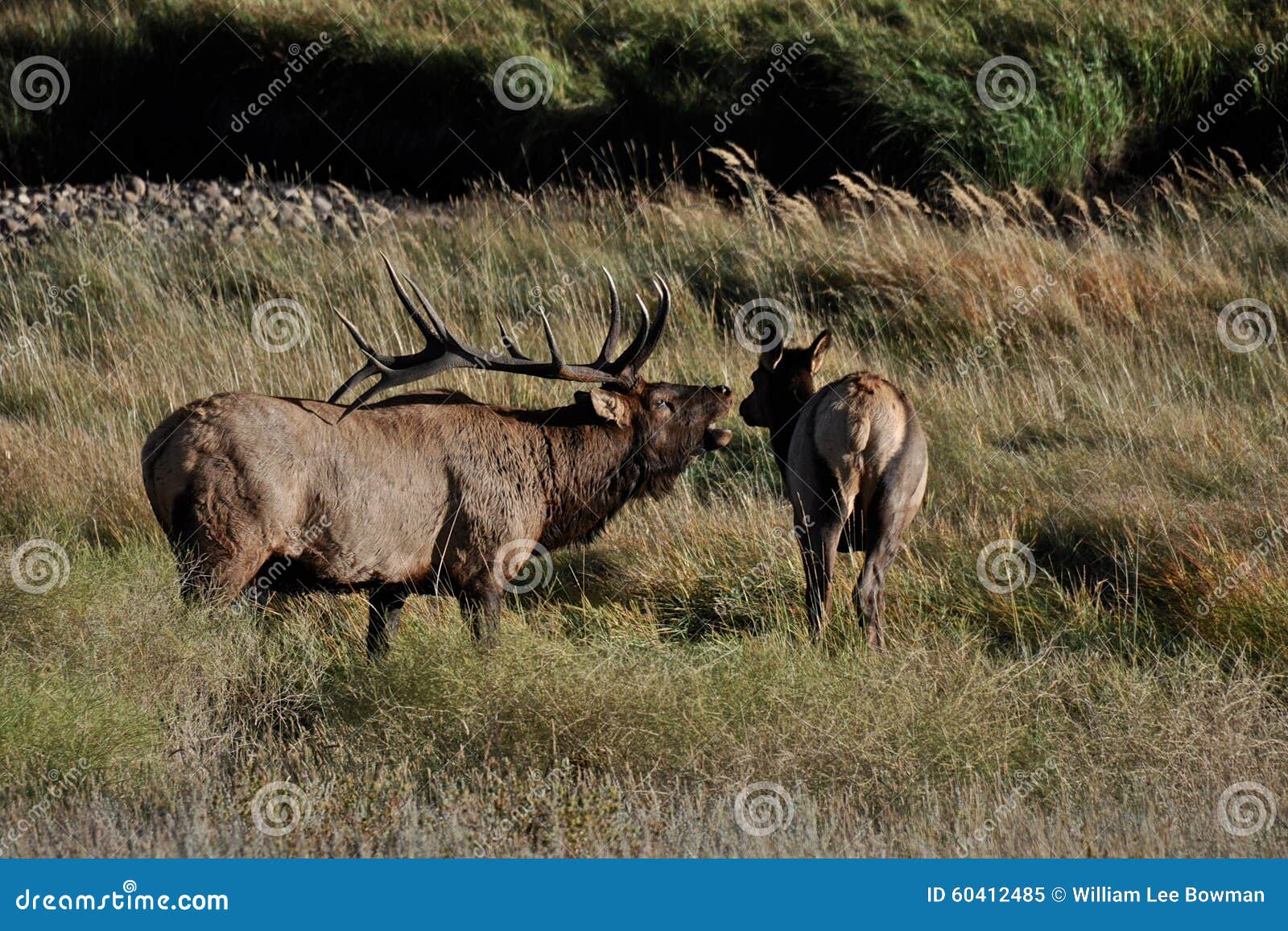 Bugling Elk stock image. Image of mountain, autumn, park - 60412485