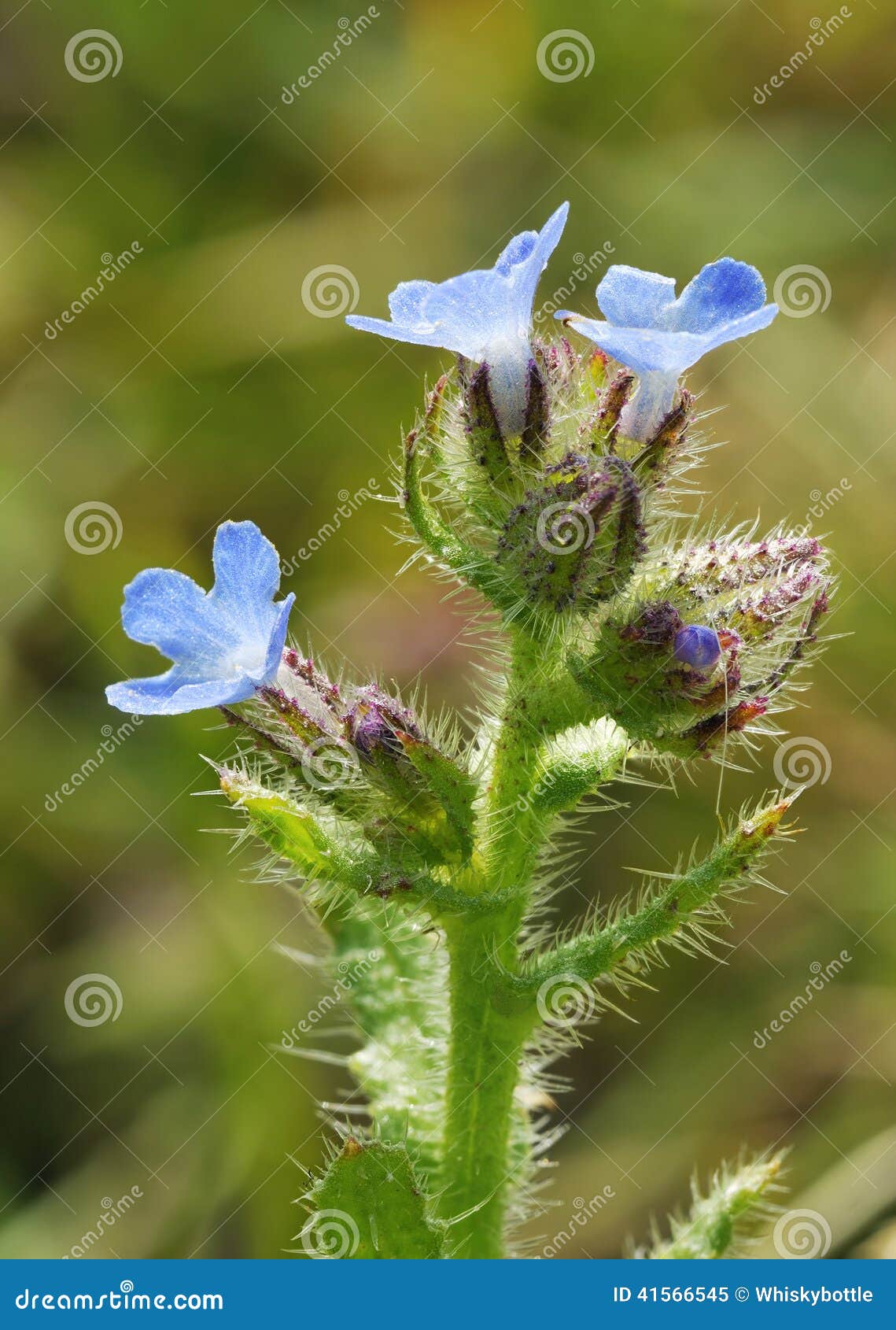 Bugloss stock image. Image of nature, hampshire, plant - 41566545