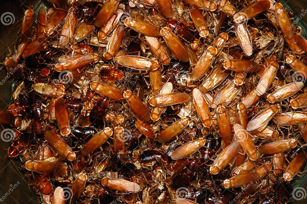 Bugs Stock Image Image Of Disgusting Fear Crowded Crawler 1374261