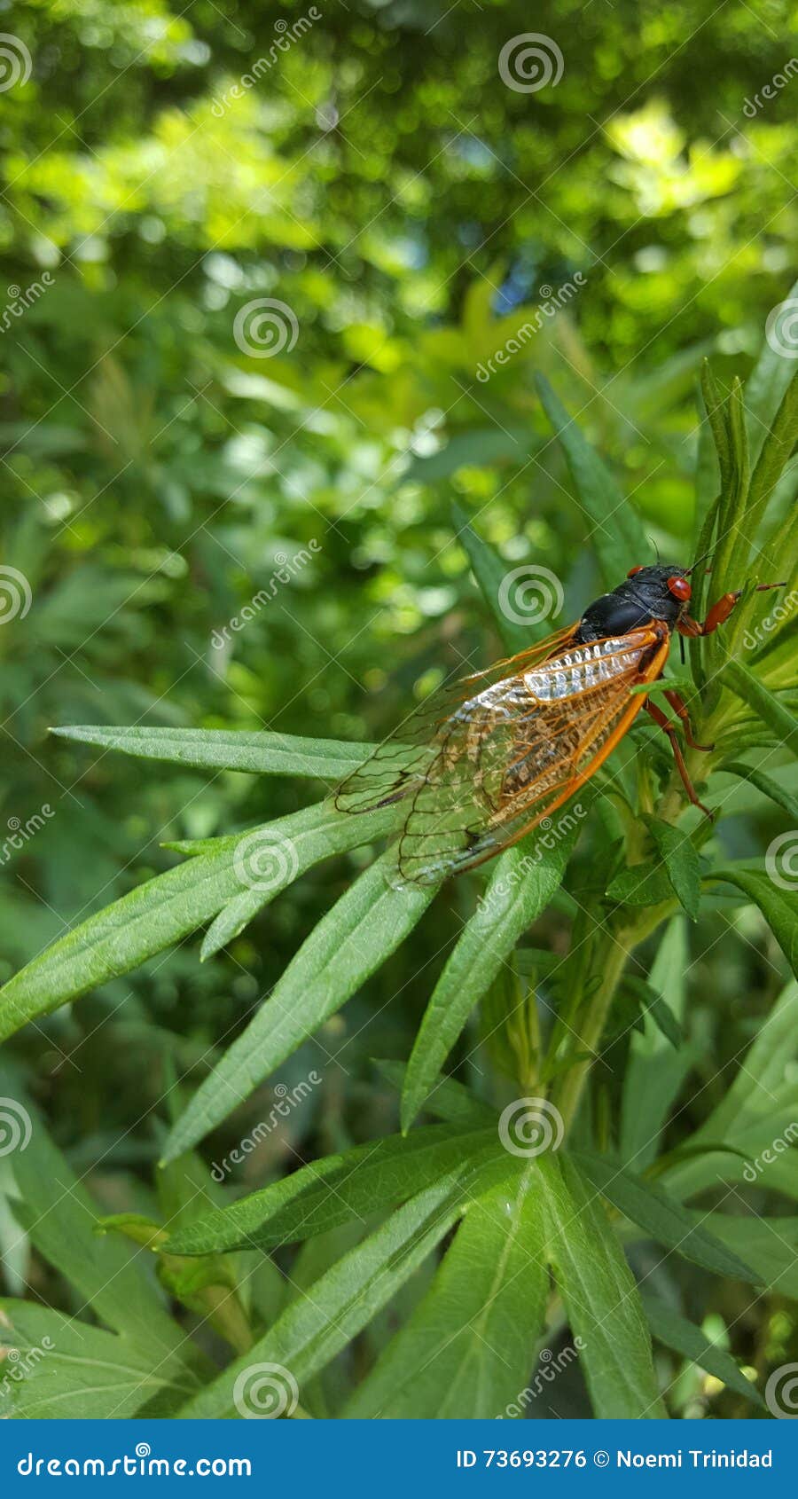 Bugs stock photo. Image of insect, animal, bugs, sound - 73693276