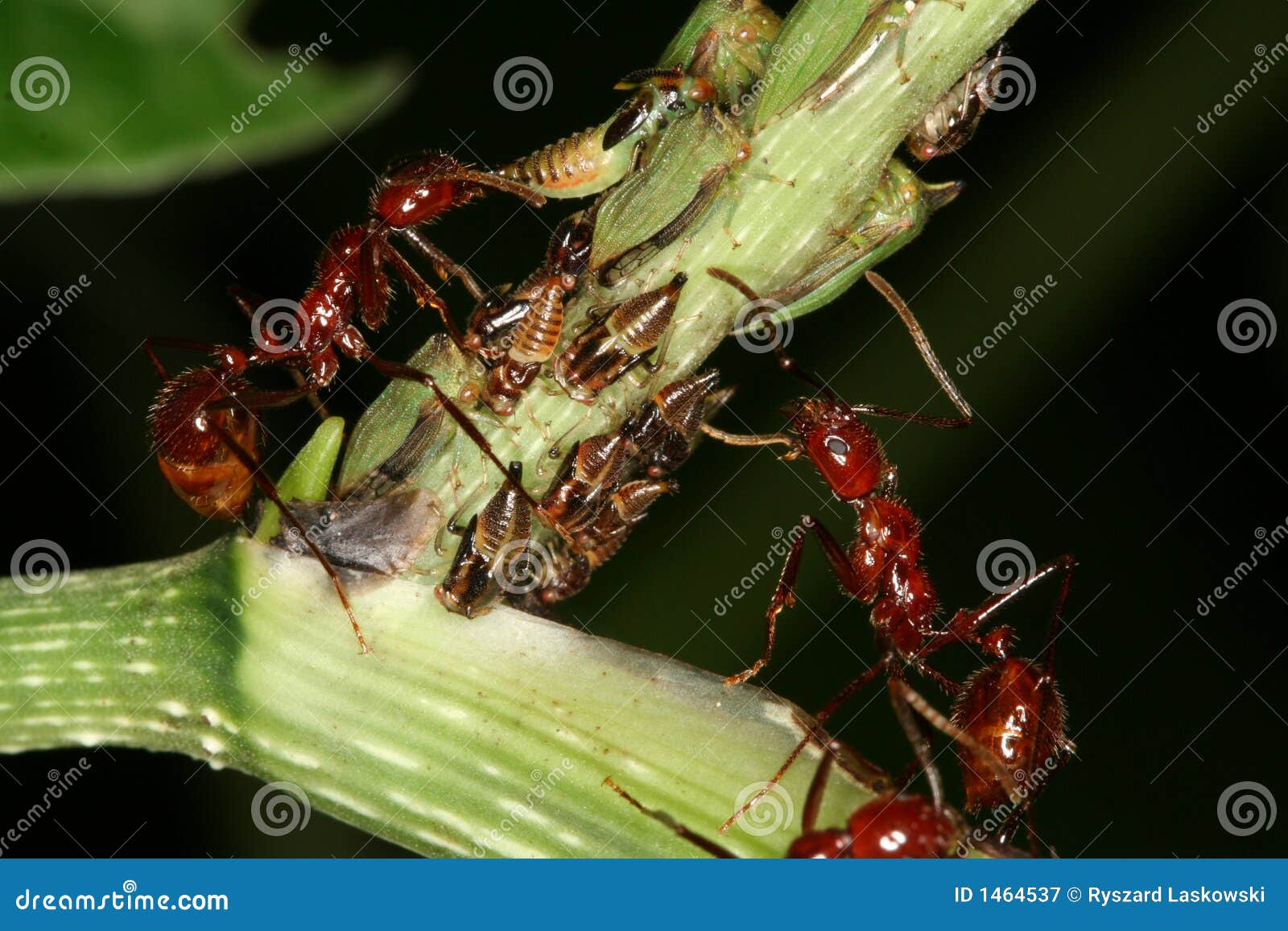 Bugs and ants stock image. Image of tropics, stalk, ants - 1464537