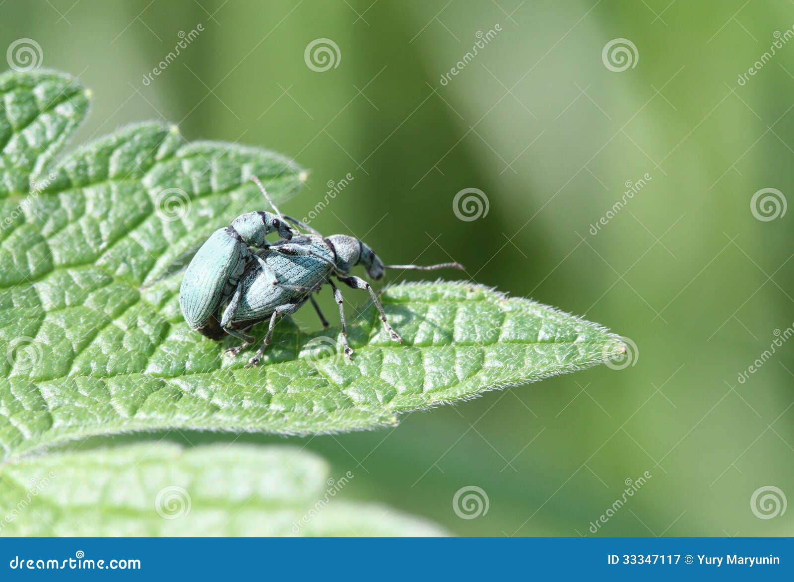 Bugs stock image. Image of wildlife, summer, closeup - 33347117