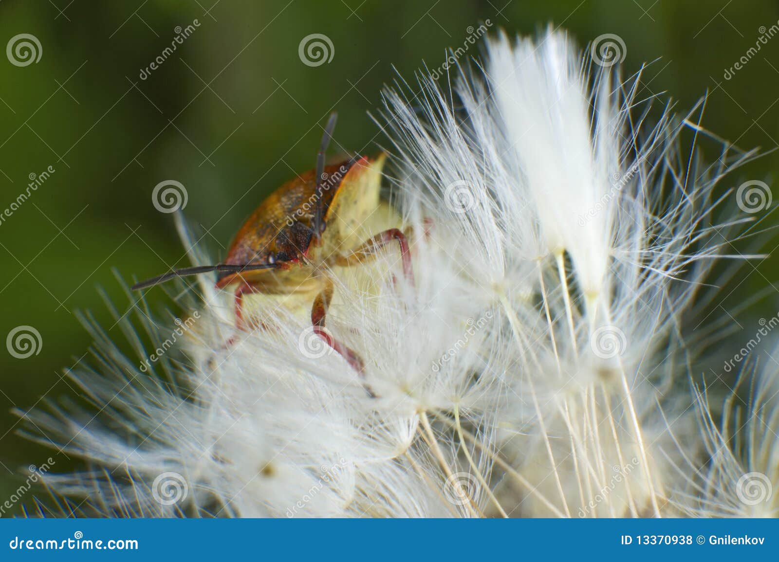 Bugs and beetles stock photo. Image of science, beetle - 13370938