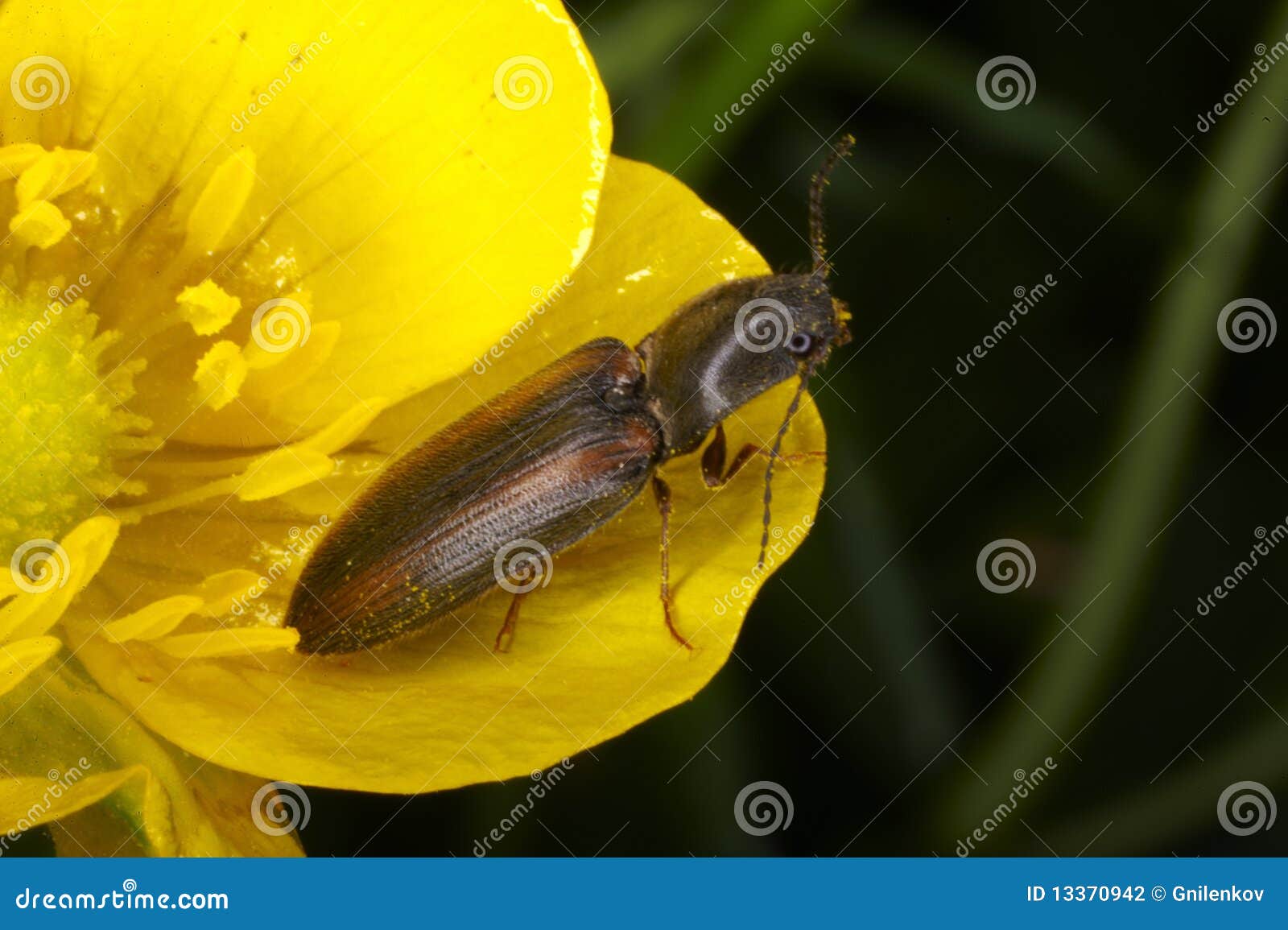 Bugs and beetles stock photo. Image of black, nature - 13370942