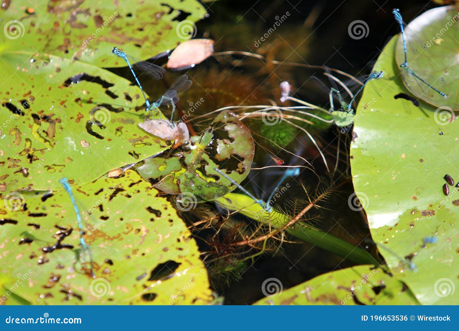 Bugs and Beetles on a Lotus Leaf Stock Photo - Image of nature, green ...