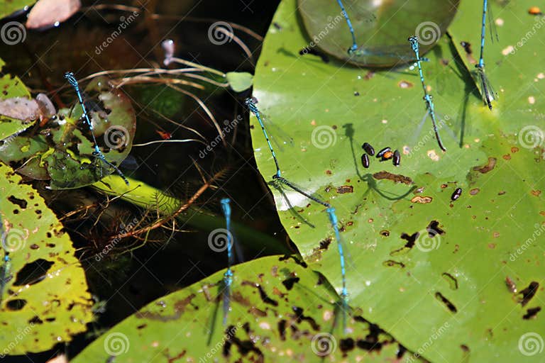 Bugs and Beetles on a Lotus Leaf Stock Image - Image of beetles, fauna ...