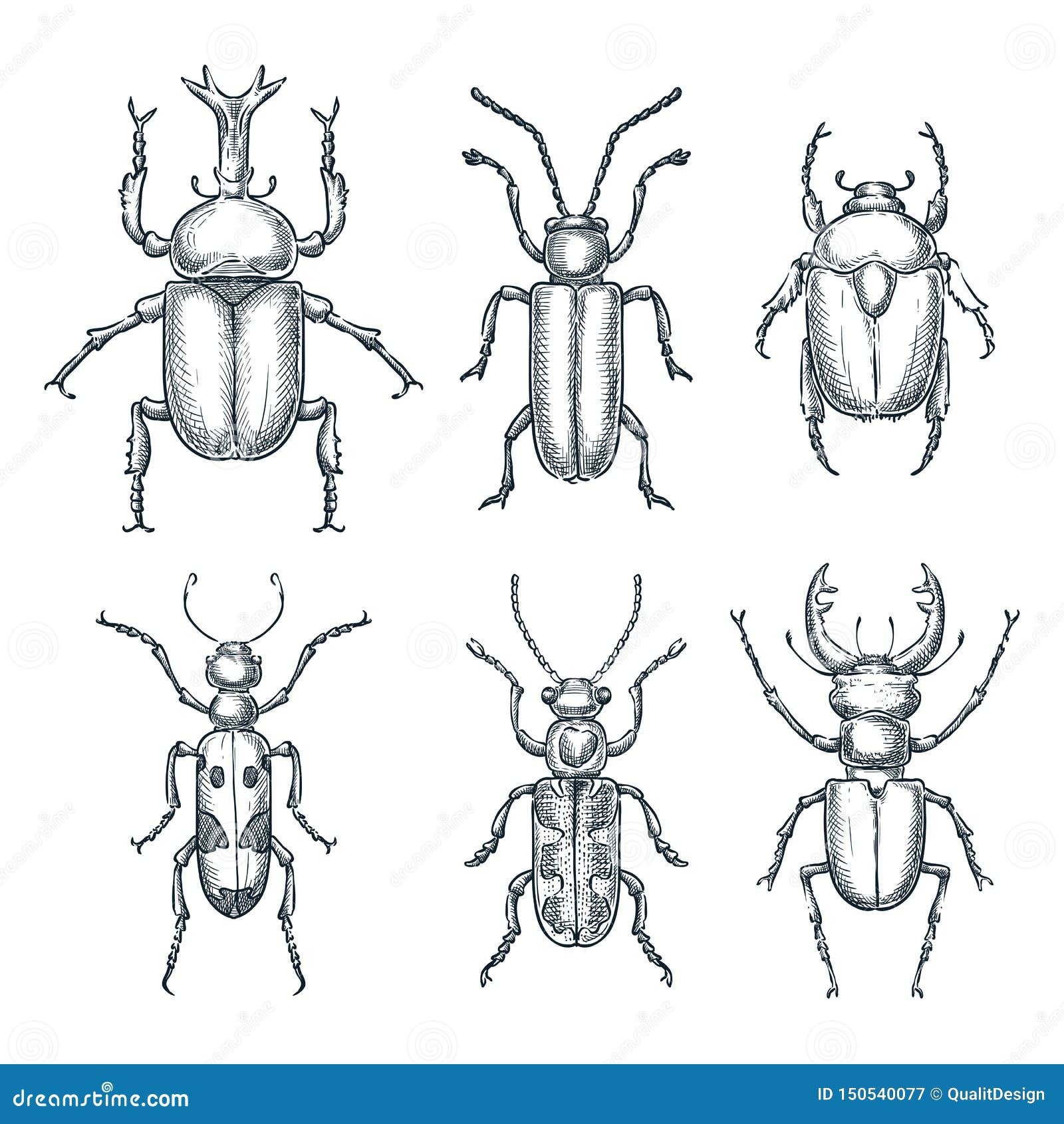 Bugs And Beetles Set. Vector Sketch Hand Drawn Illustration. Insects ...