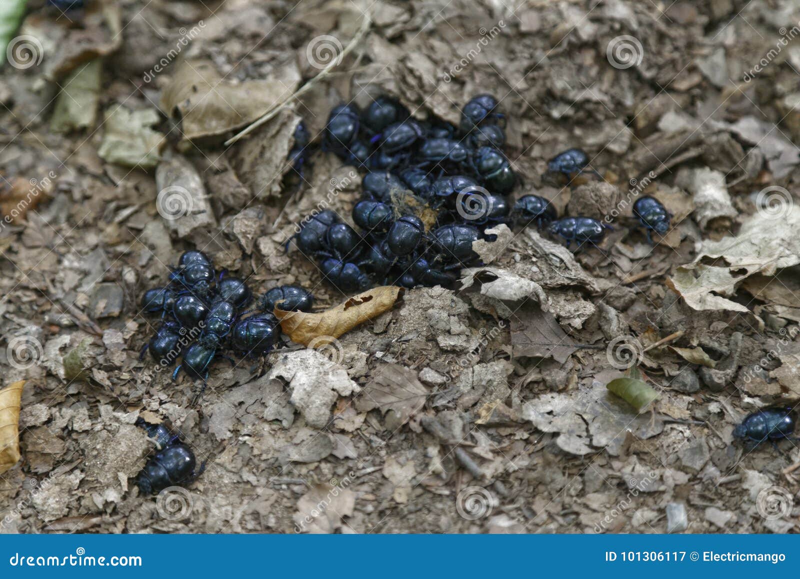 Bugs stock image. Image of plants, trees, forest, lumber - 101306117