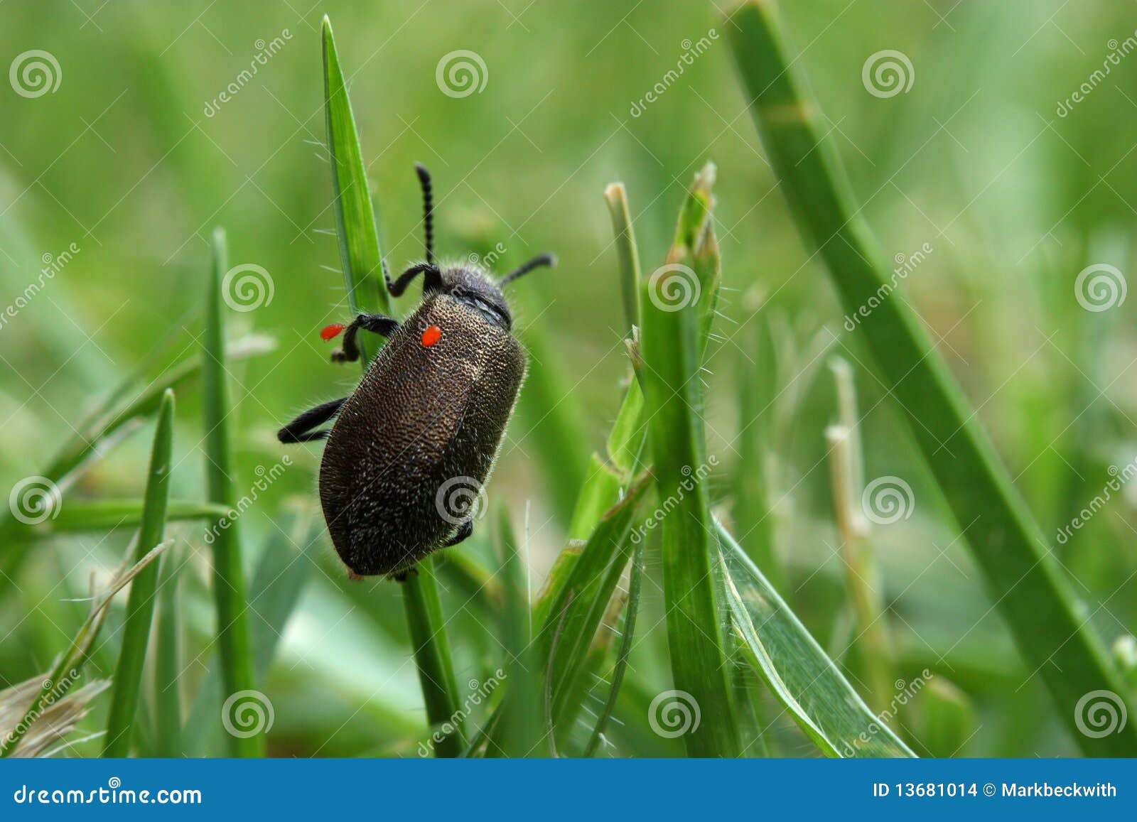 Bugs on bug stock photo. Image of organism, parasite - 13681014