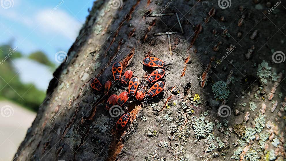 Bugs stock image. Image of nature, tree, bugs, redbugs - 117674613