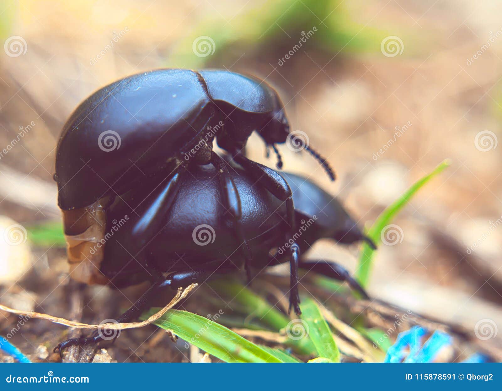 Bugs caught in the act stock image. Image of caught - 115878591