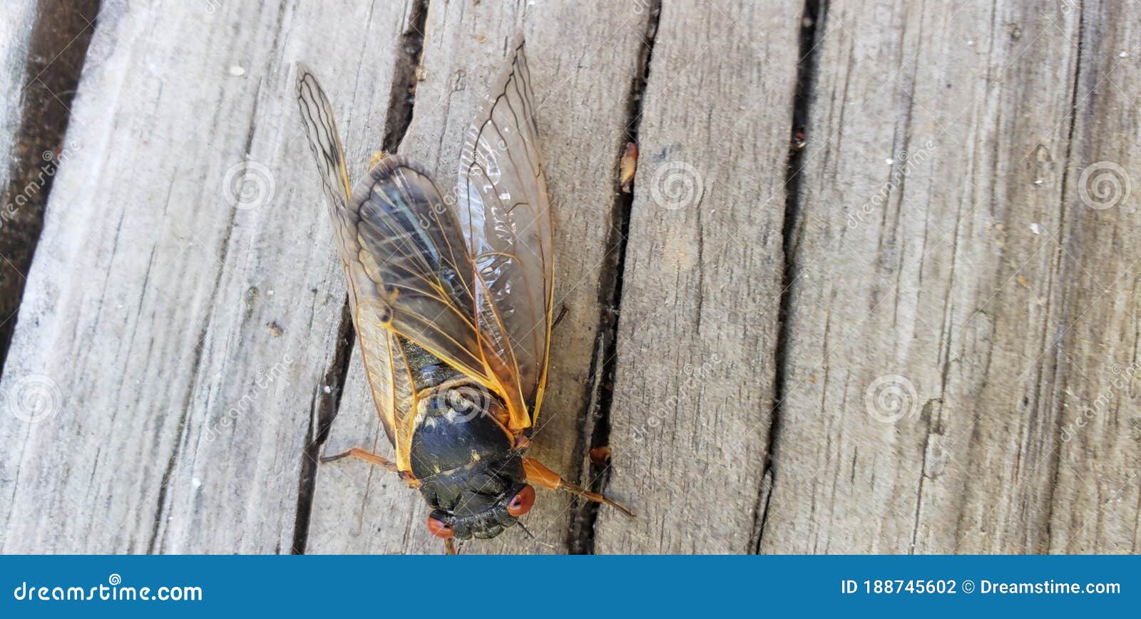 Insects Screamer Photos - Free & Royalty-Free Stock Photos from Dreamstime